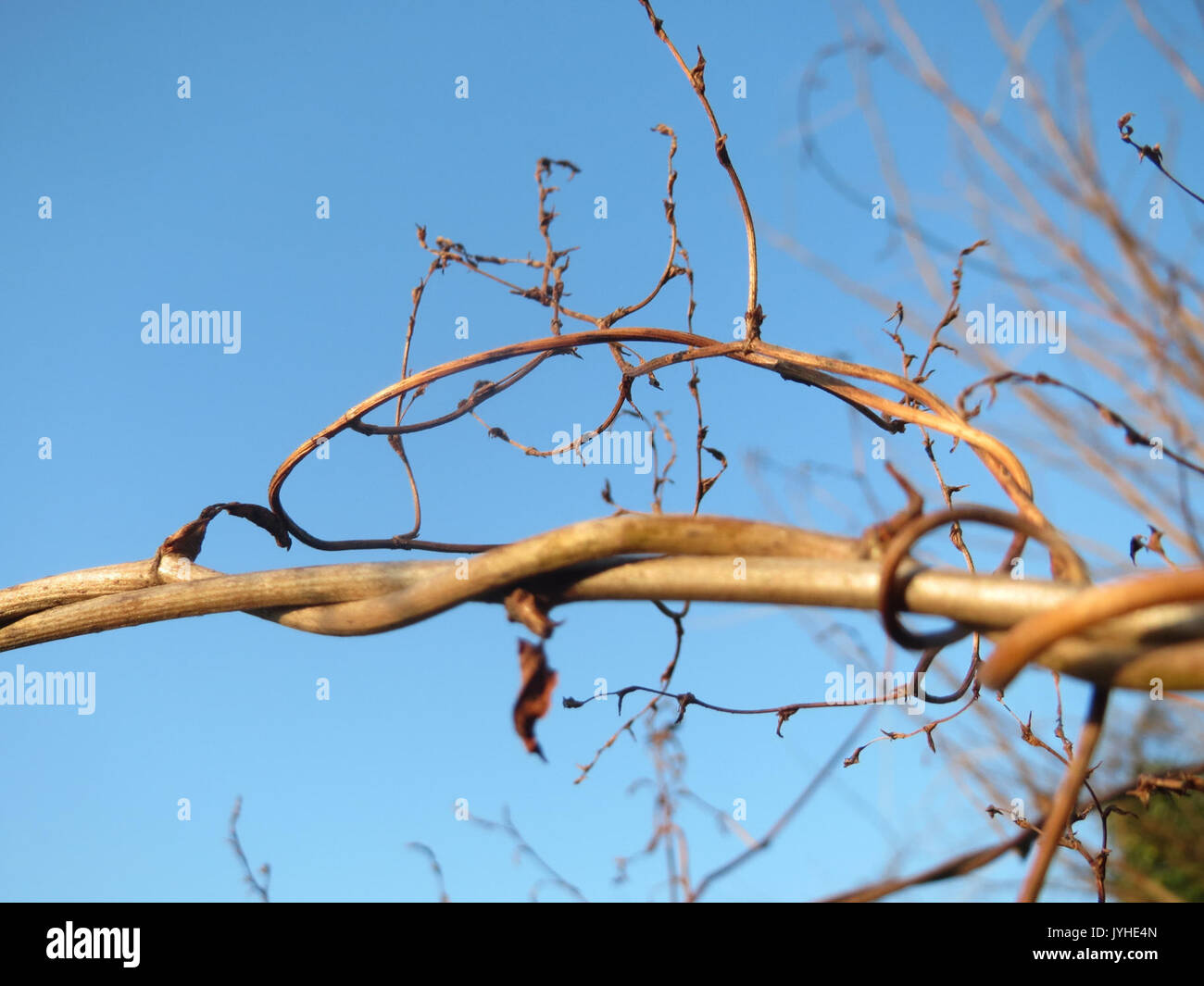 Russian vines hi-res stock photography and images - Alamy