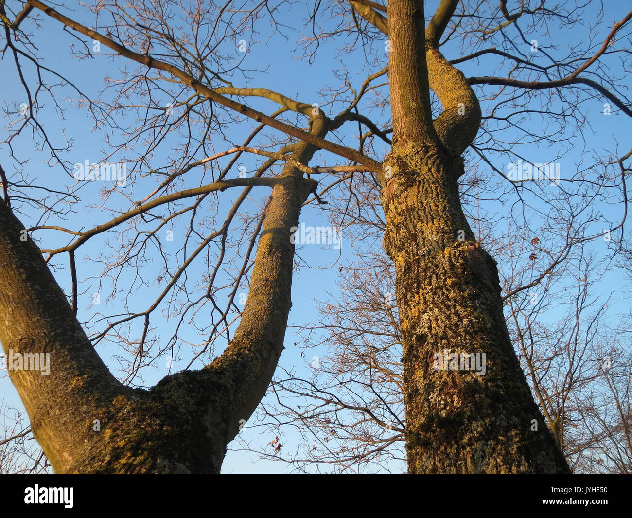 Urban native plants planting hi-res stock photography and images - Alamy