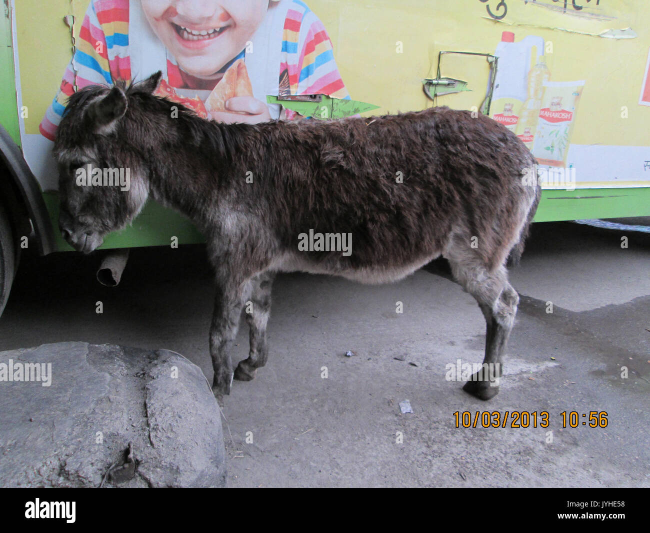 A stray donkey at Manali Bus Depot in india Stock Photo - Alamy
