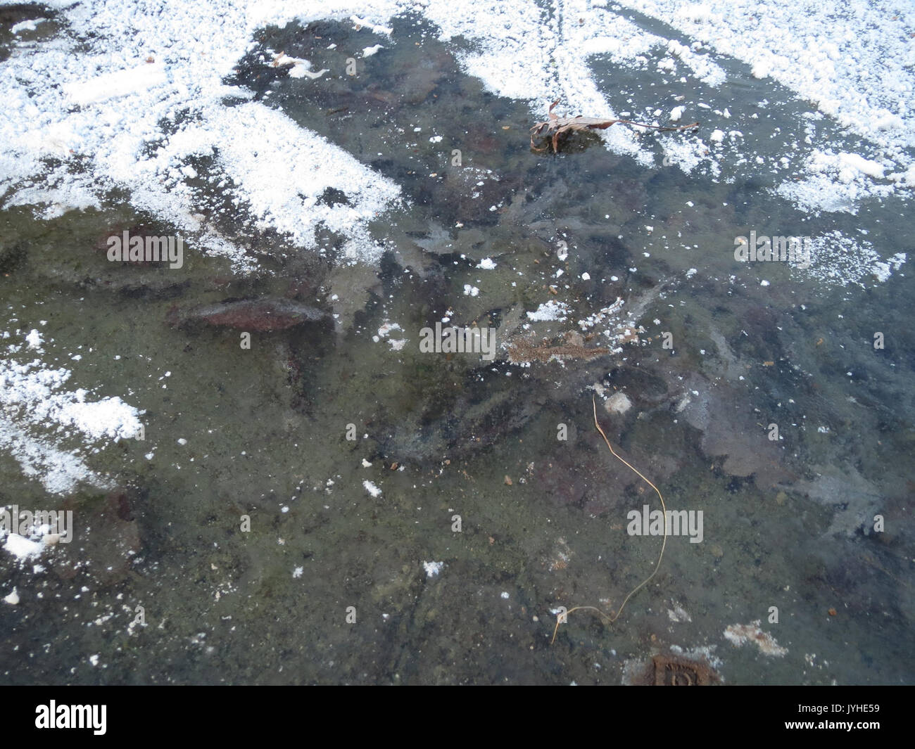 Acer saccharinum, commonly known as the silver maple, is a tree species ...