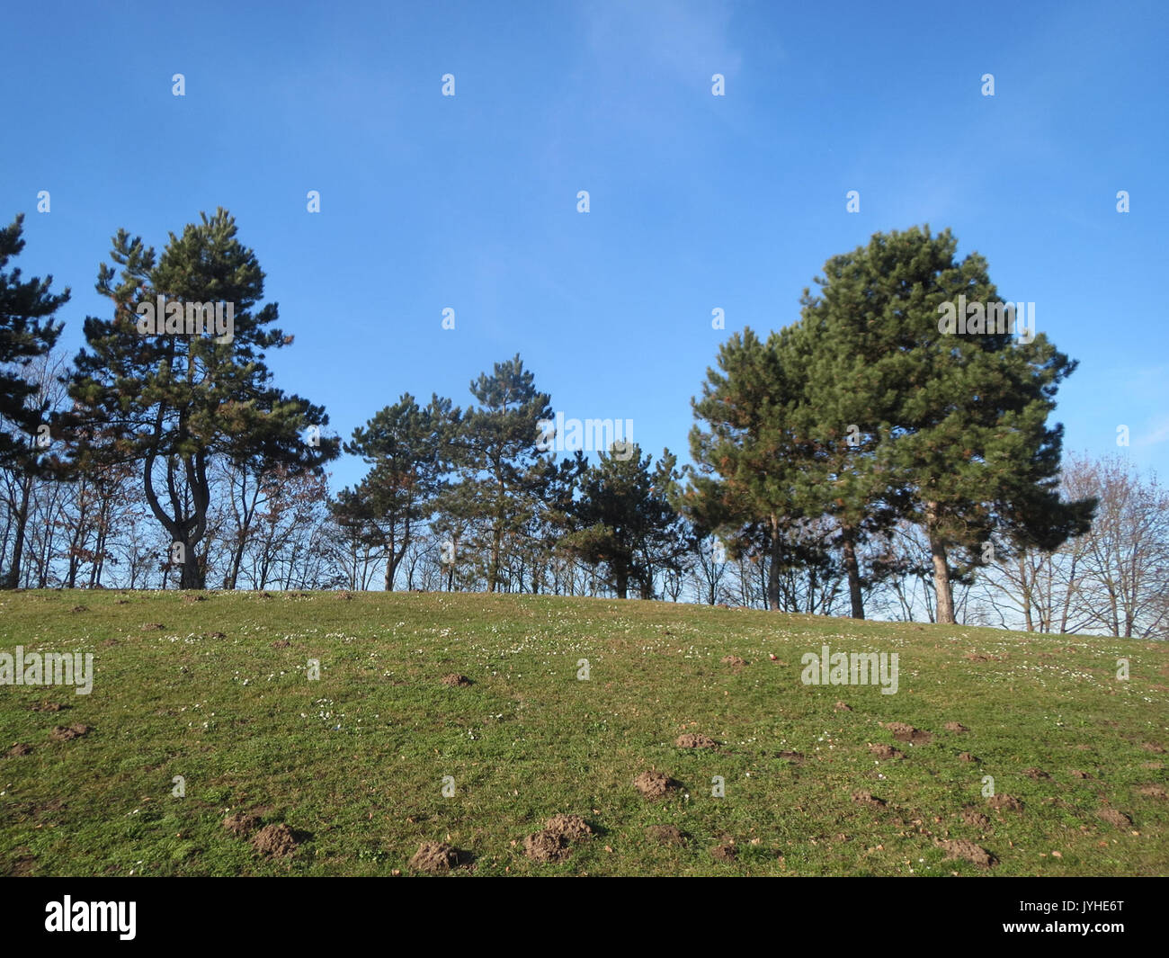 This image features Pinus sylvestris, commonly known as Scots pine ...
