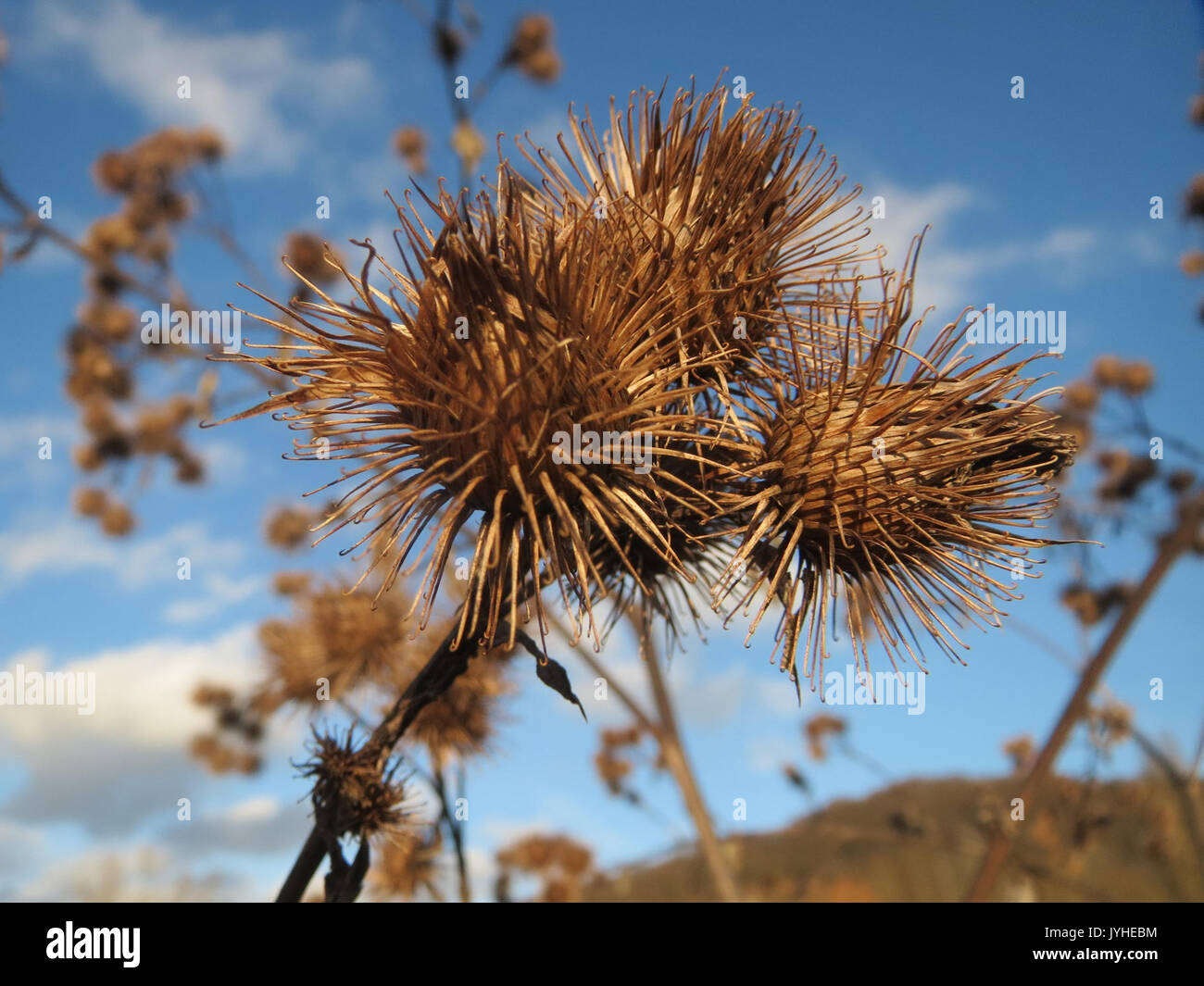 Arctium lappa, also known as burdock, is a plant known for its ...