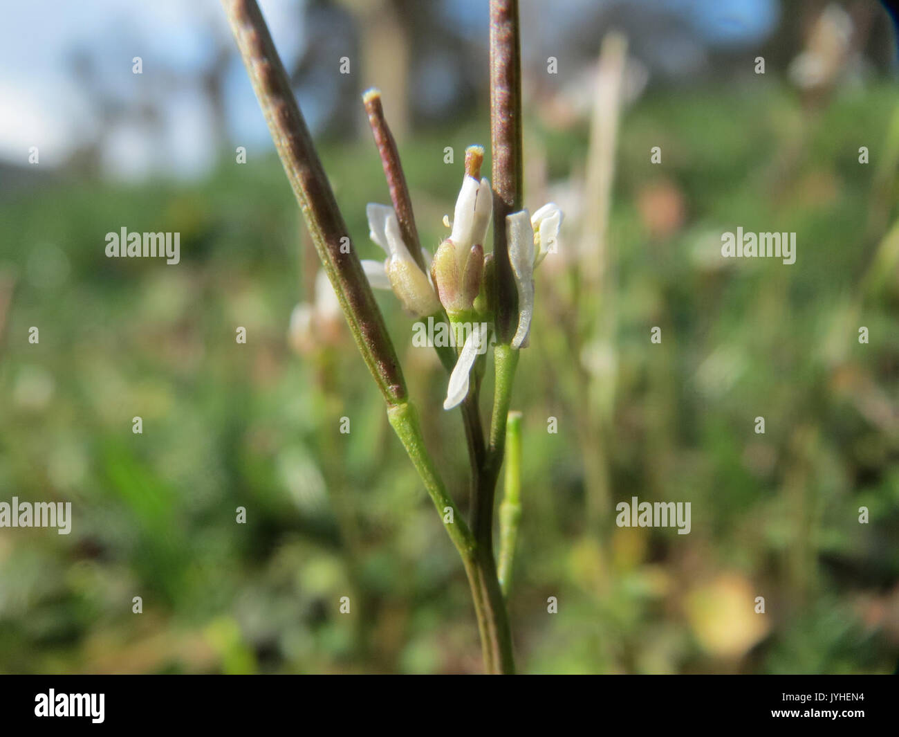 Illustration features cardamine hirsuta hi-res stock photography and ...