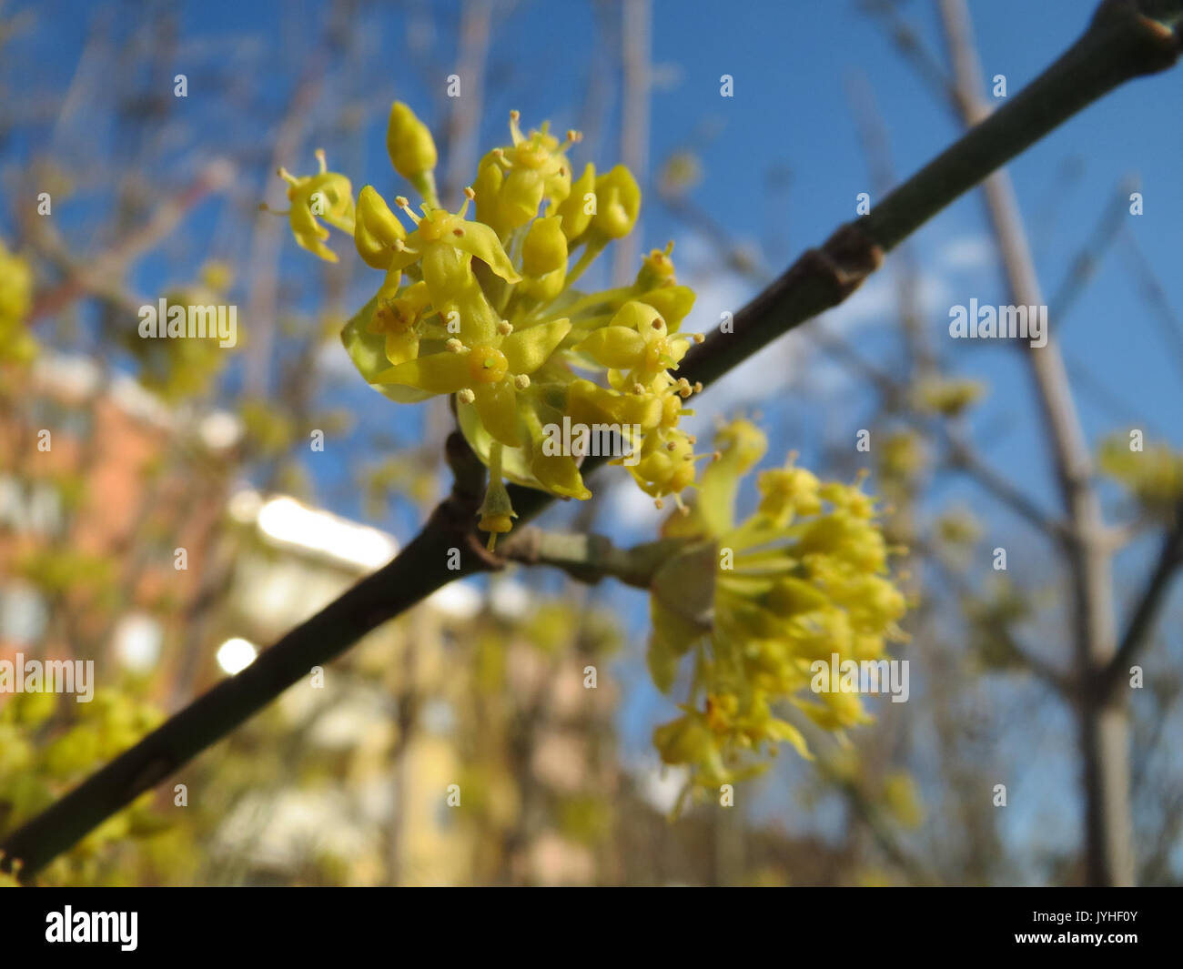 Cornelian cherry bark hi-res stock photography and images - Alamy