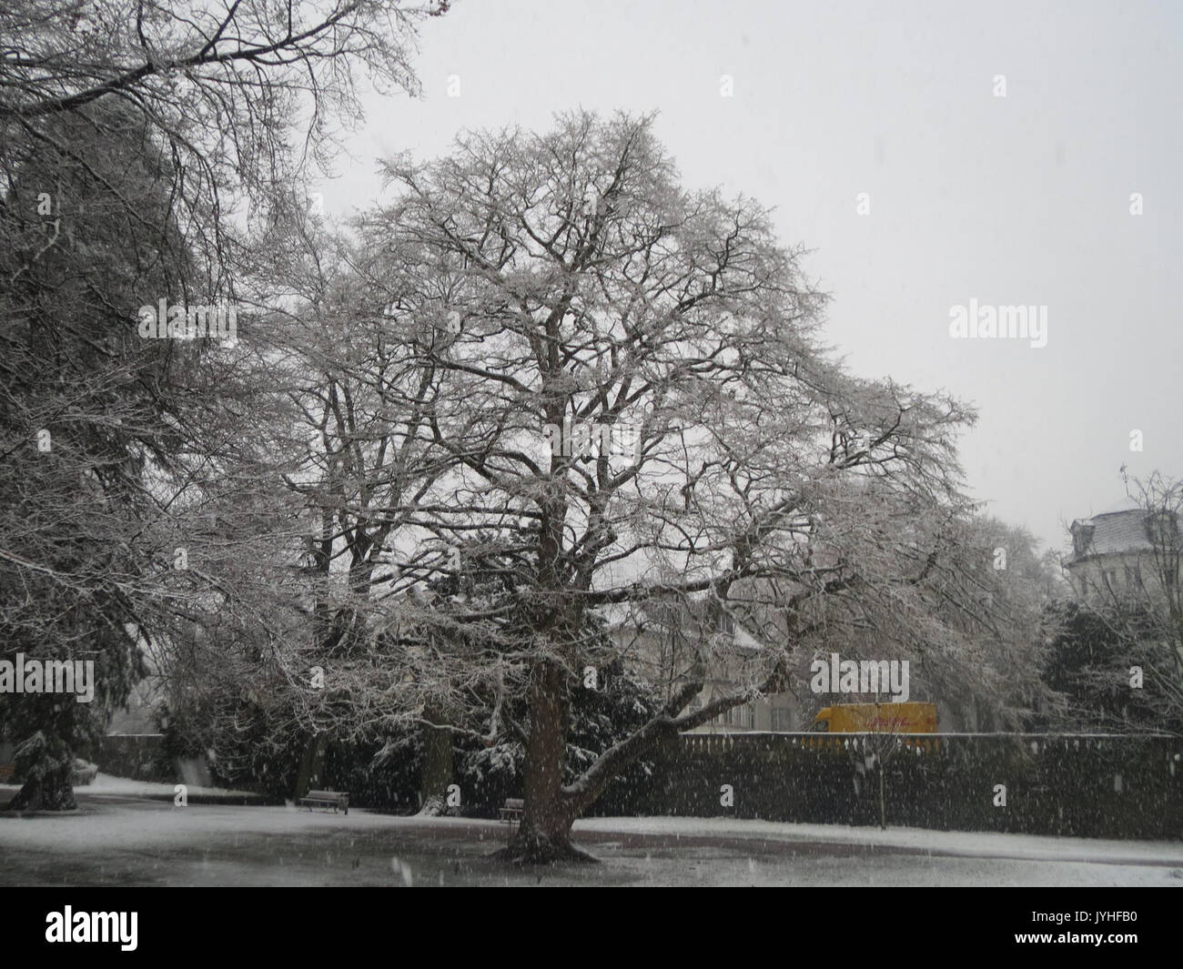 Turkish hazel corylus colurna hi-res stock photography and images - Alamy