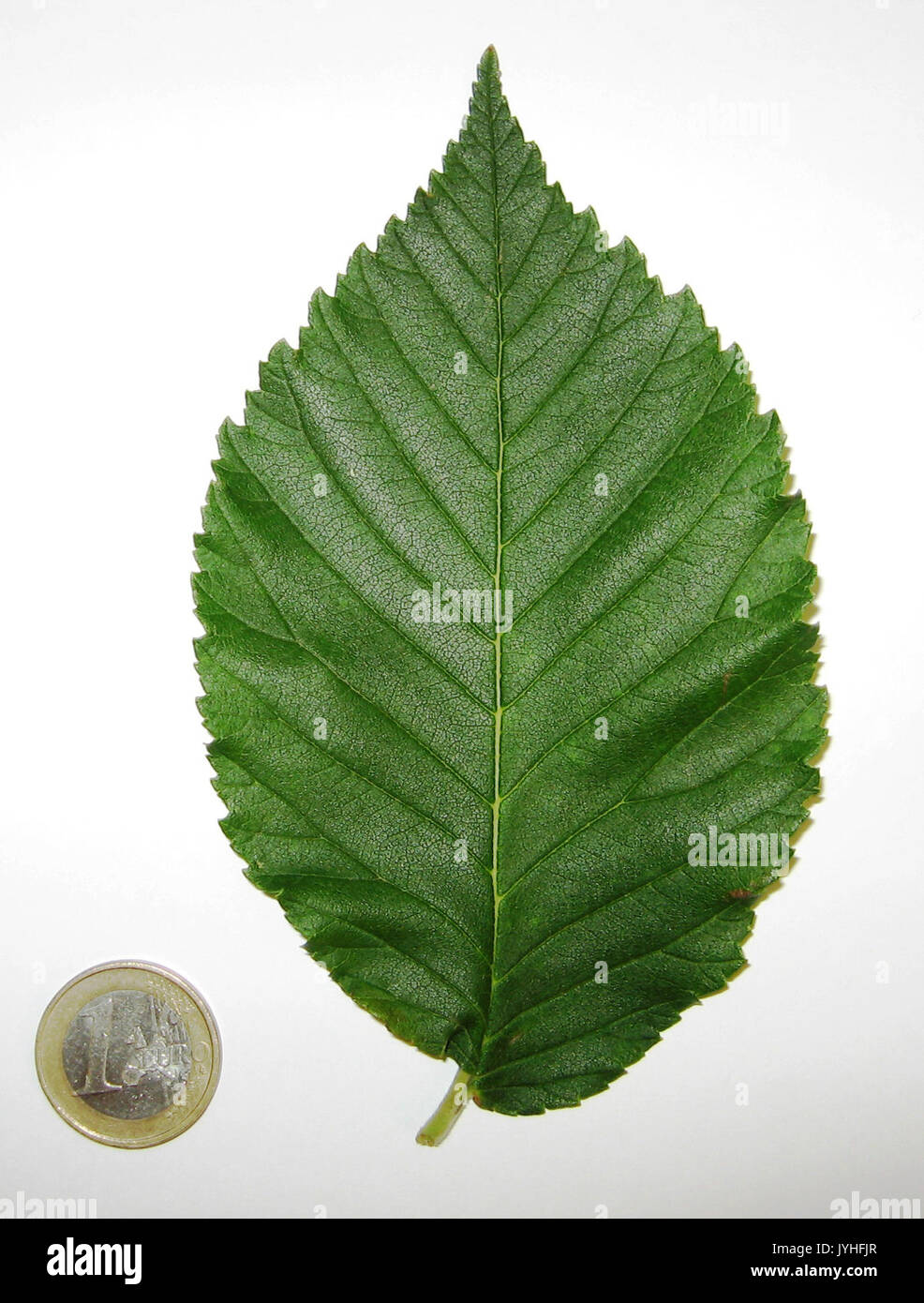 Plants ulmus hi-res stock photography and images - Alamy