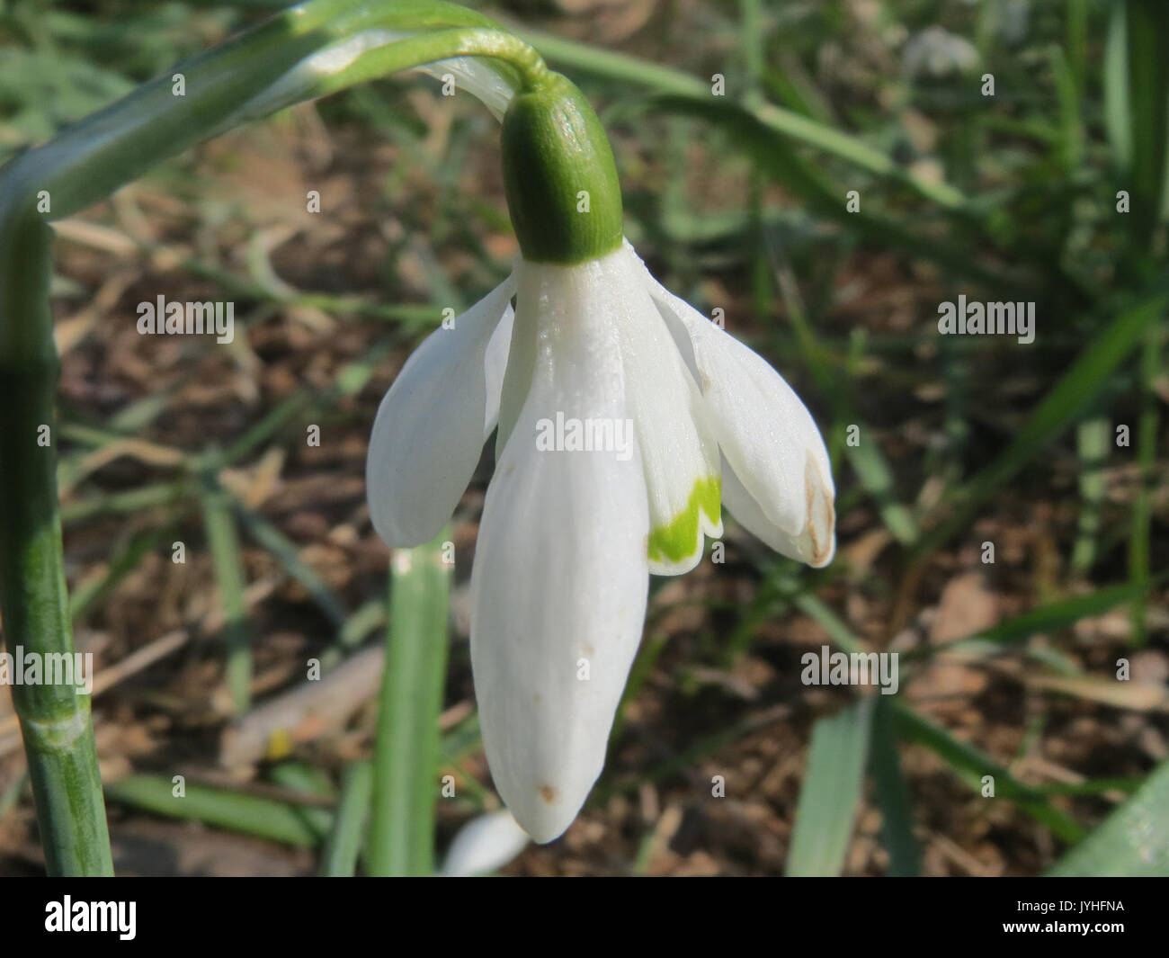 Bell shaped snowdrop hi-res stock photography and images - Alamy