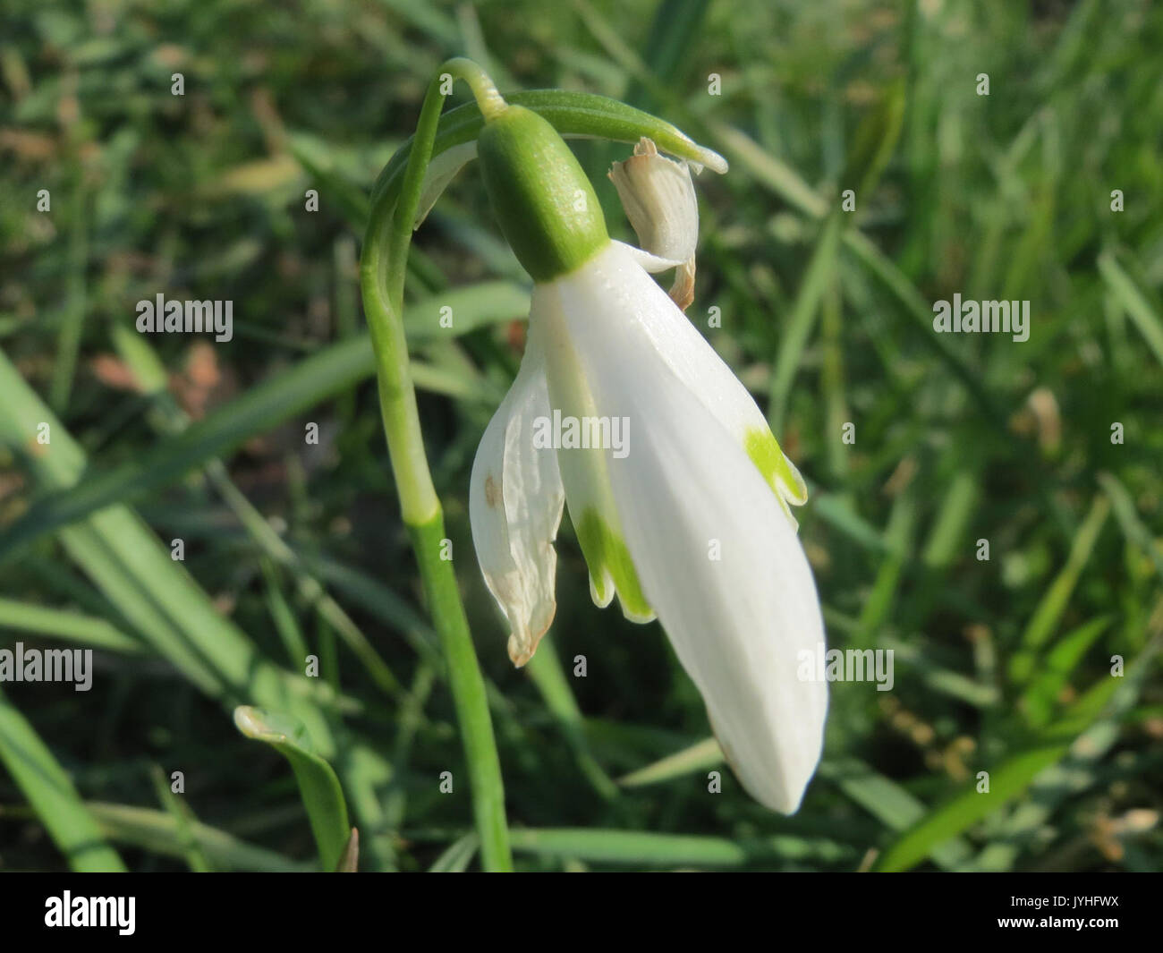 Galanthus nivalis, commonly known as snowdrop, is one of the earliest ...