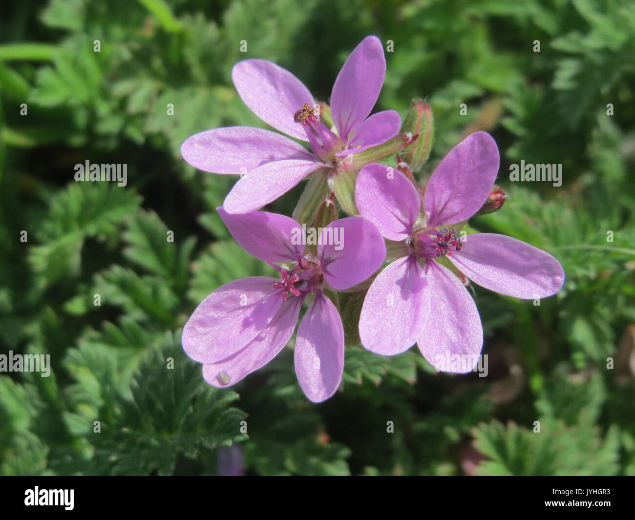 Erodium cicutarium, commonly known as redstem filaree, is a species of ...