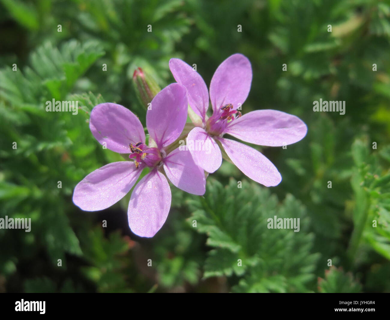 Feathery texture spread hi-res stock photography and images - Alamy