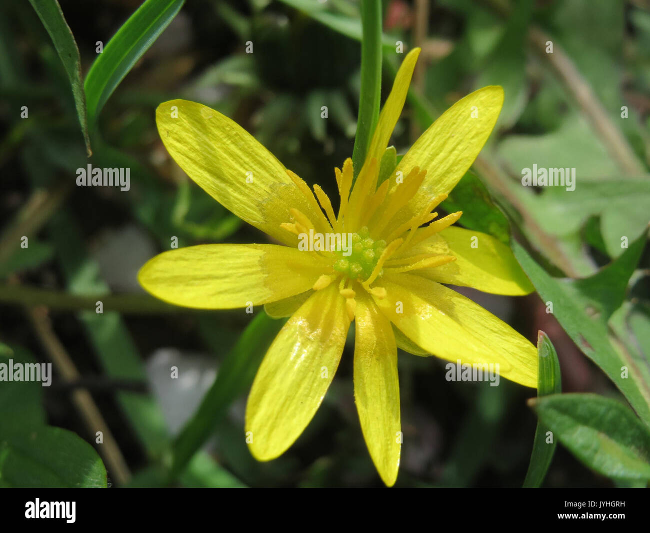 Ficaria verna, commonly known as lesser celandine, is a perennial herb ...