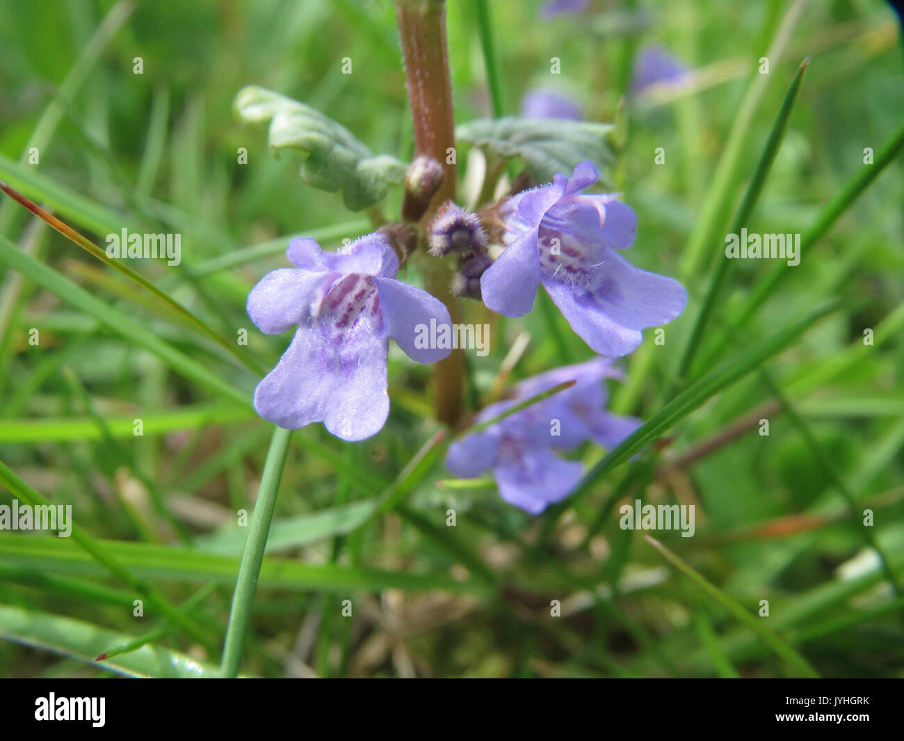 Glechoma hederacea illustration hi-res stock photography and images - Alamy
