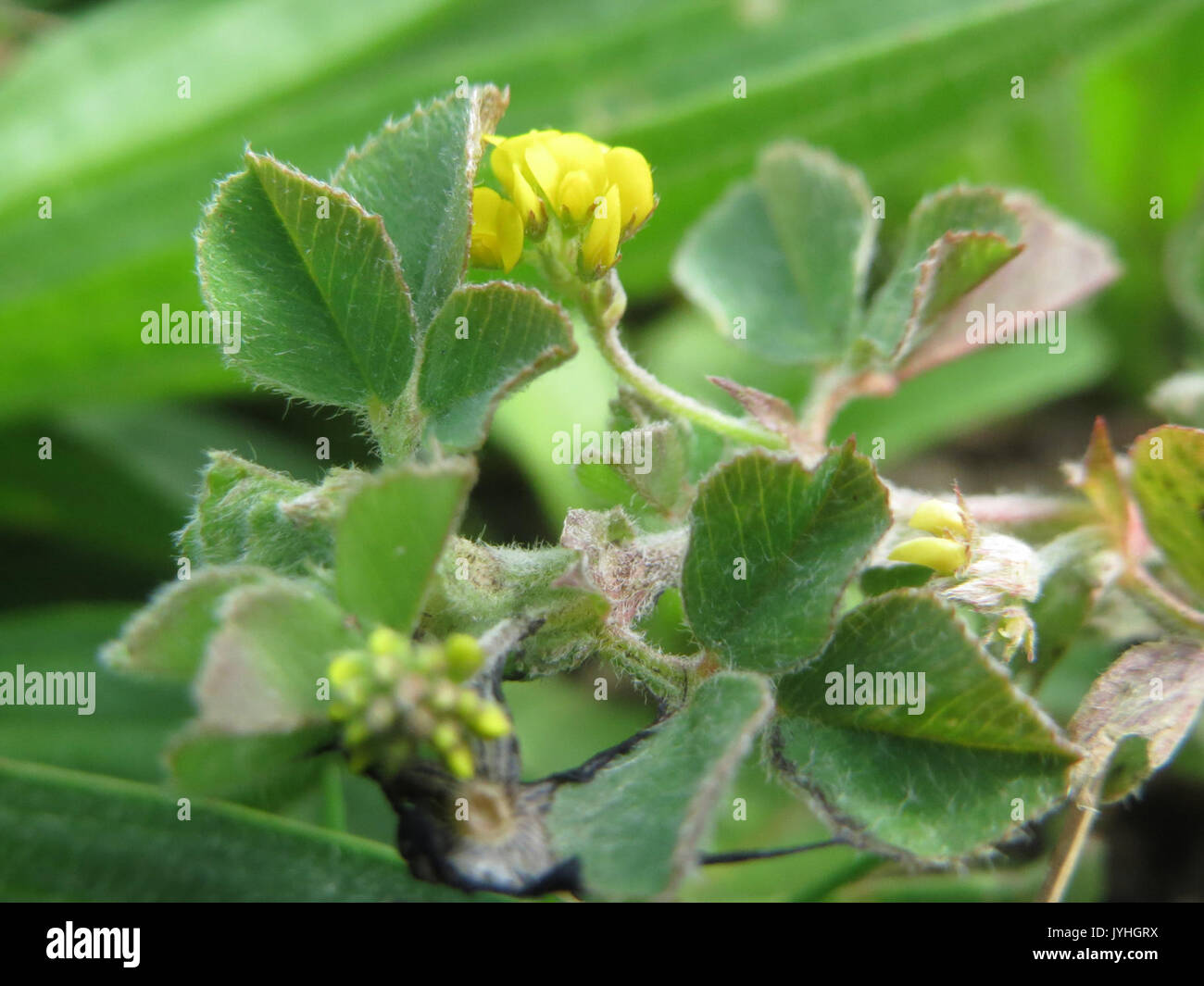 Nitrogen rich plant hi-res stock photography and images - Alamy