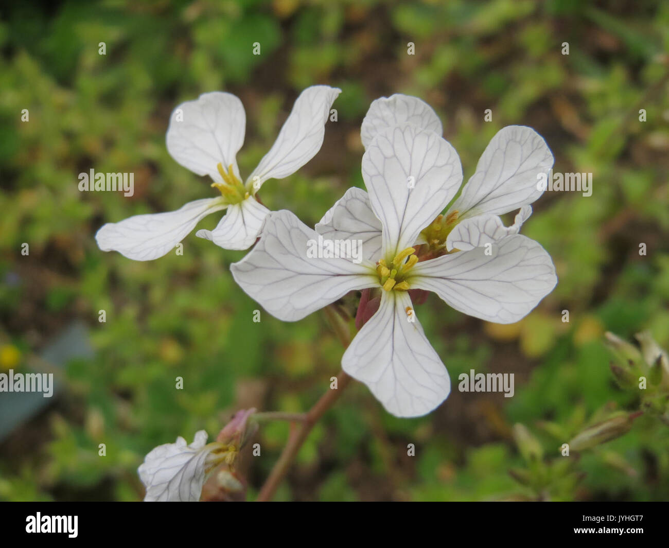 Culinary versatility hi-res stock photography and images - Alamy