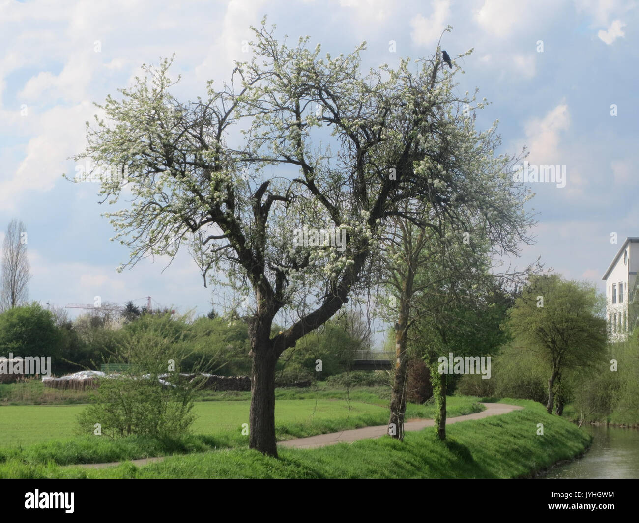 Pear pyrus communis tree hi-res stock photography and images - Alamy
