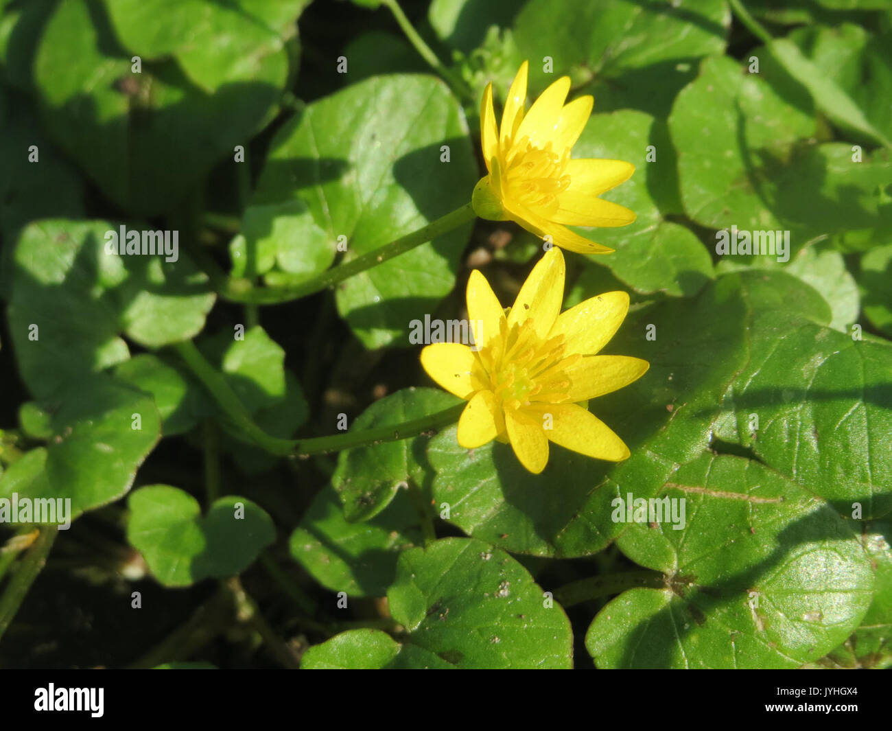 Ficaria verna lesser celandine hi-res stock photography and images - Alamy