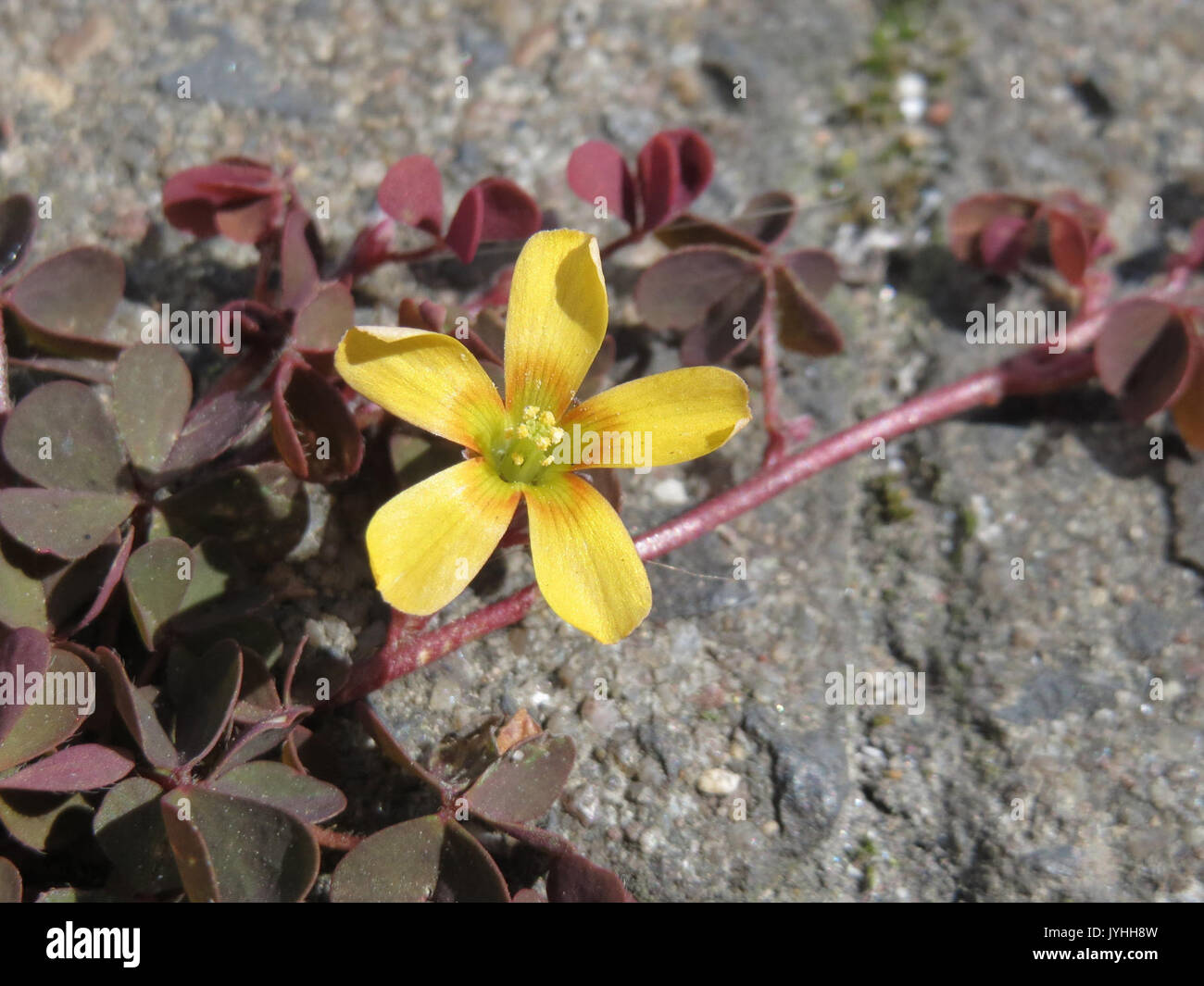 Oxalis corniculata weed hi-res stock photography and images - Alamy