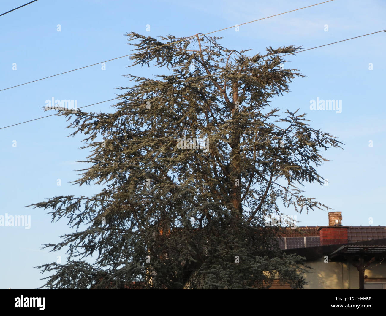 A high-resolution image of Cedrus, a genus of coniferous trees ...