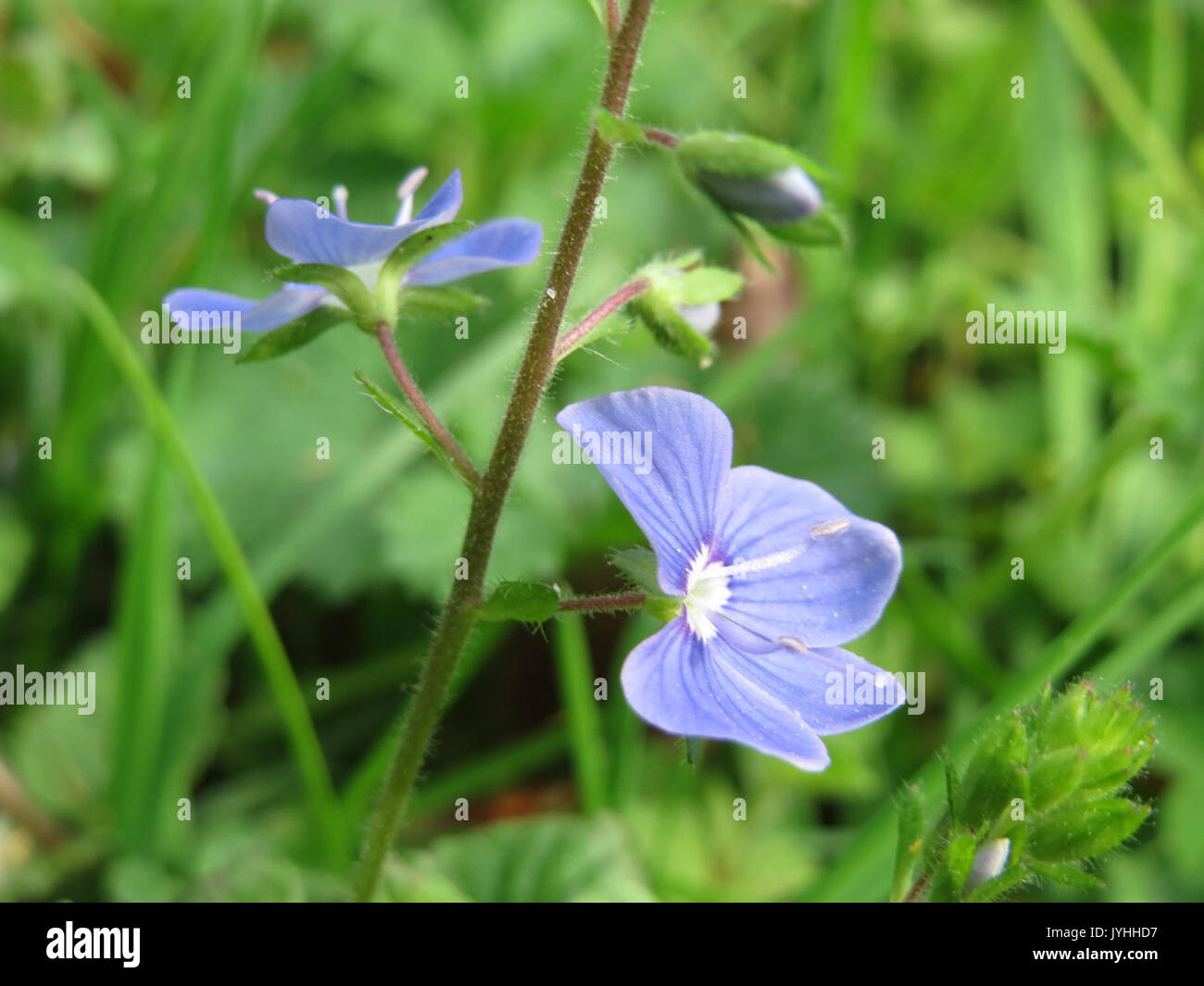 Veronica chamaedrys, commonly known as germander speedwell, is a ...