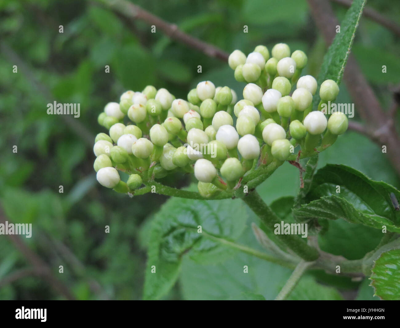Viburnum lantana plant hi-res stock photography and images - Alamy