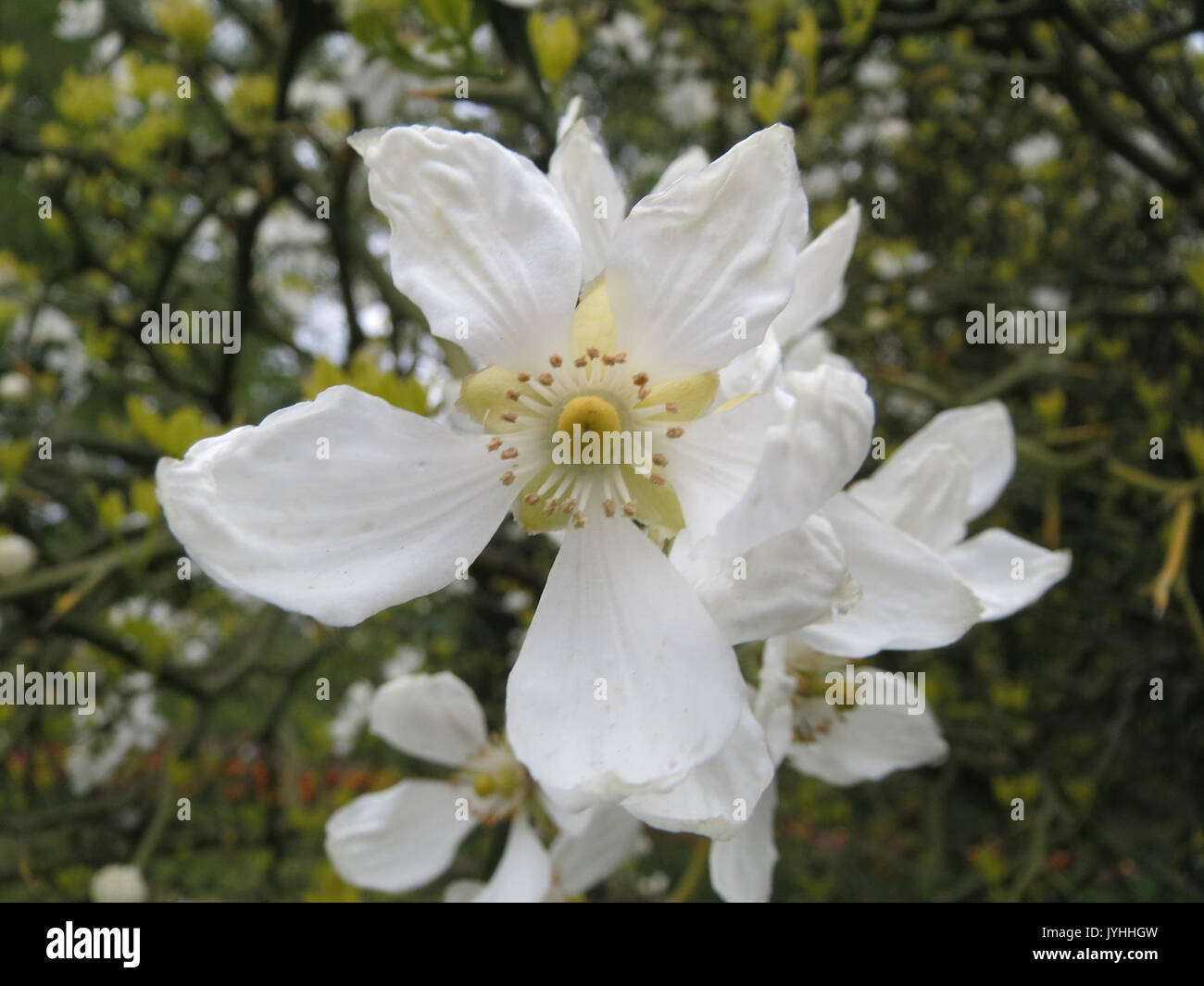 Three lobed design hi-res stock photography and images - Alamy
