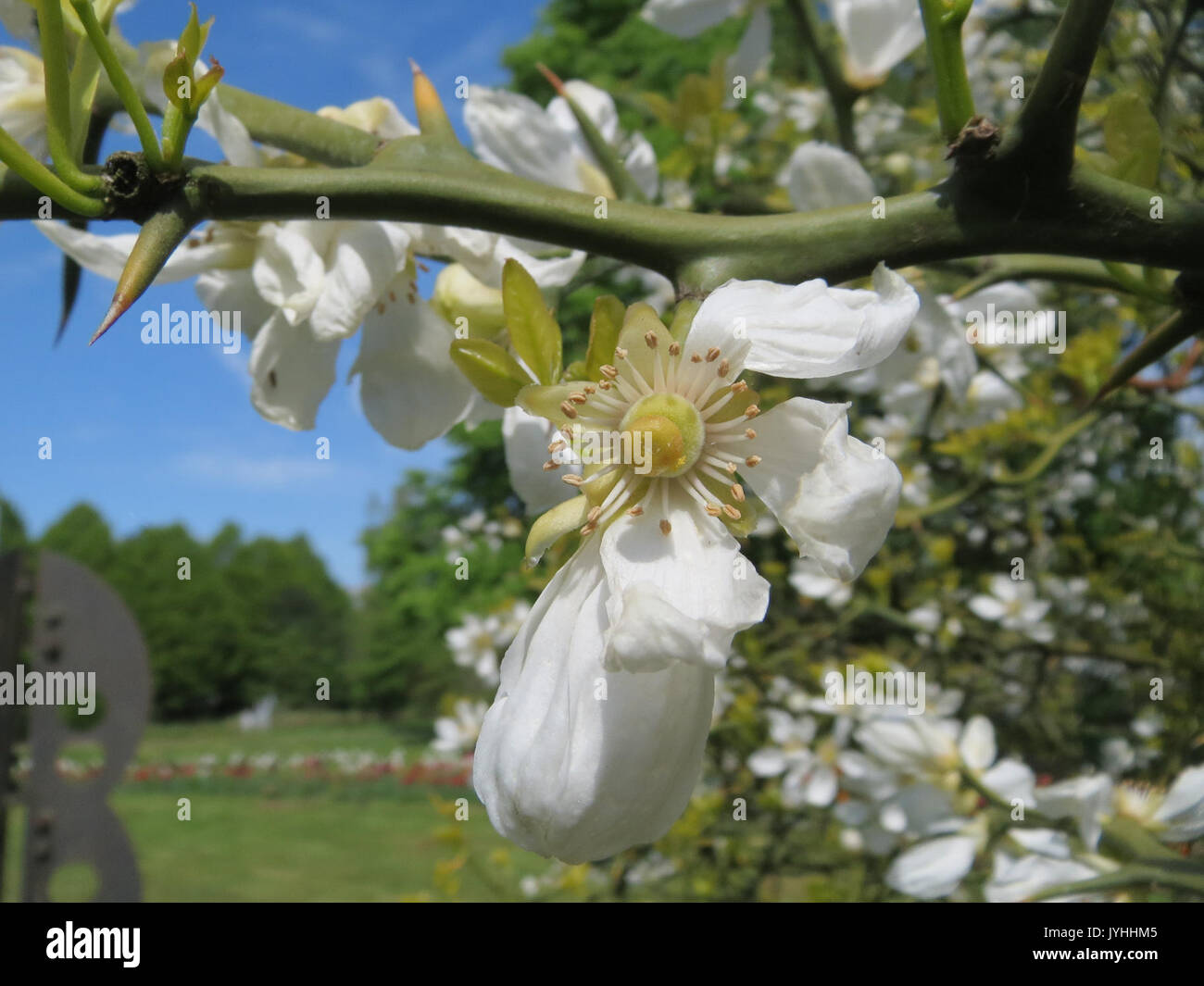 Trifoliata rootstock hi-res stock photography and images - Alamy