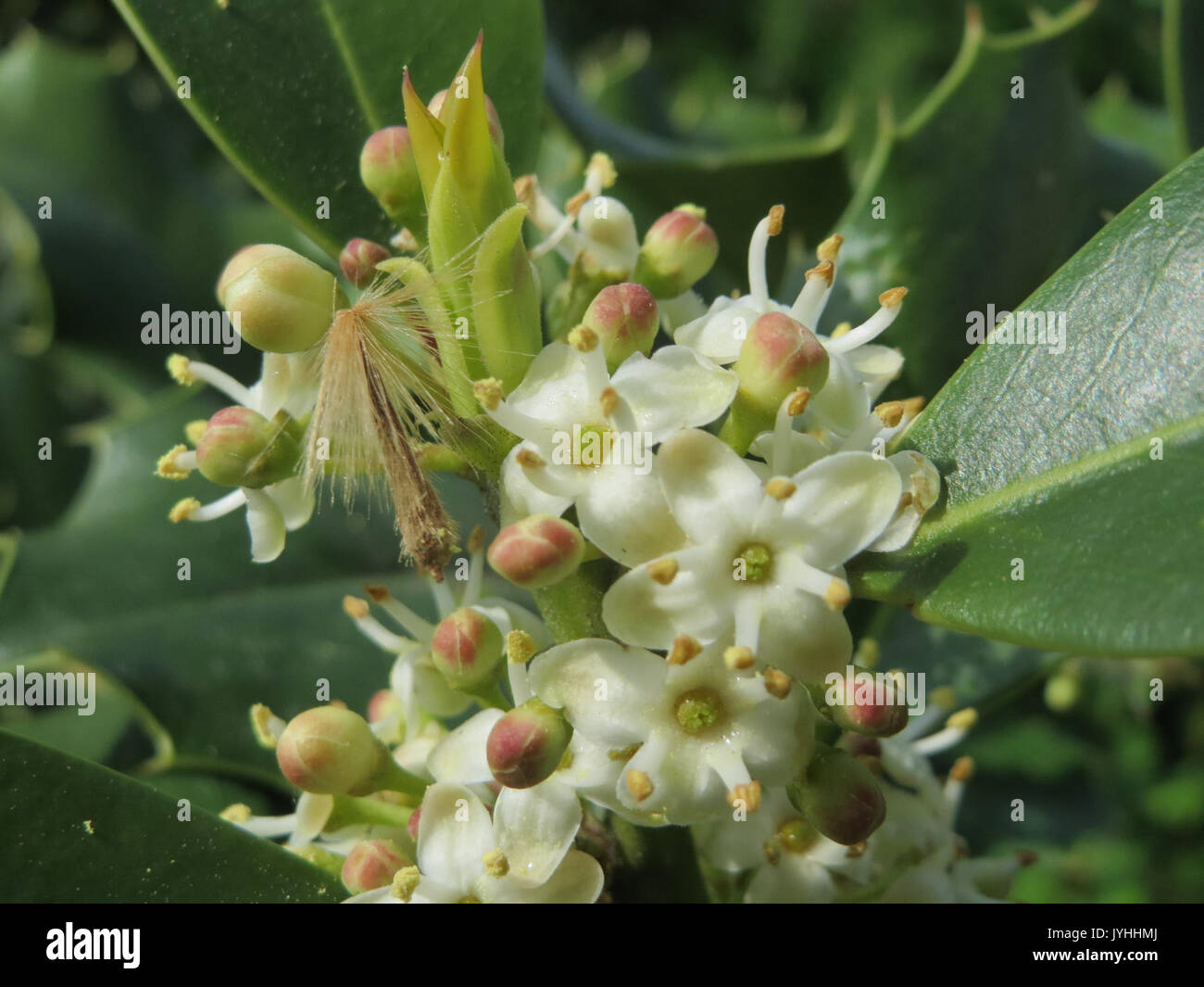 Holly leaf identification hi-res stock photography and images - Alamy
