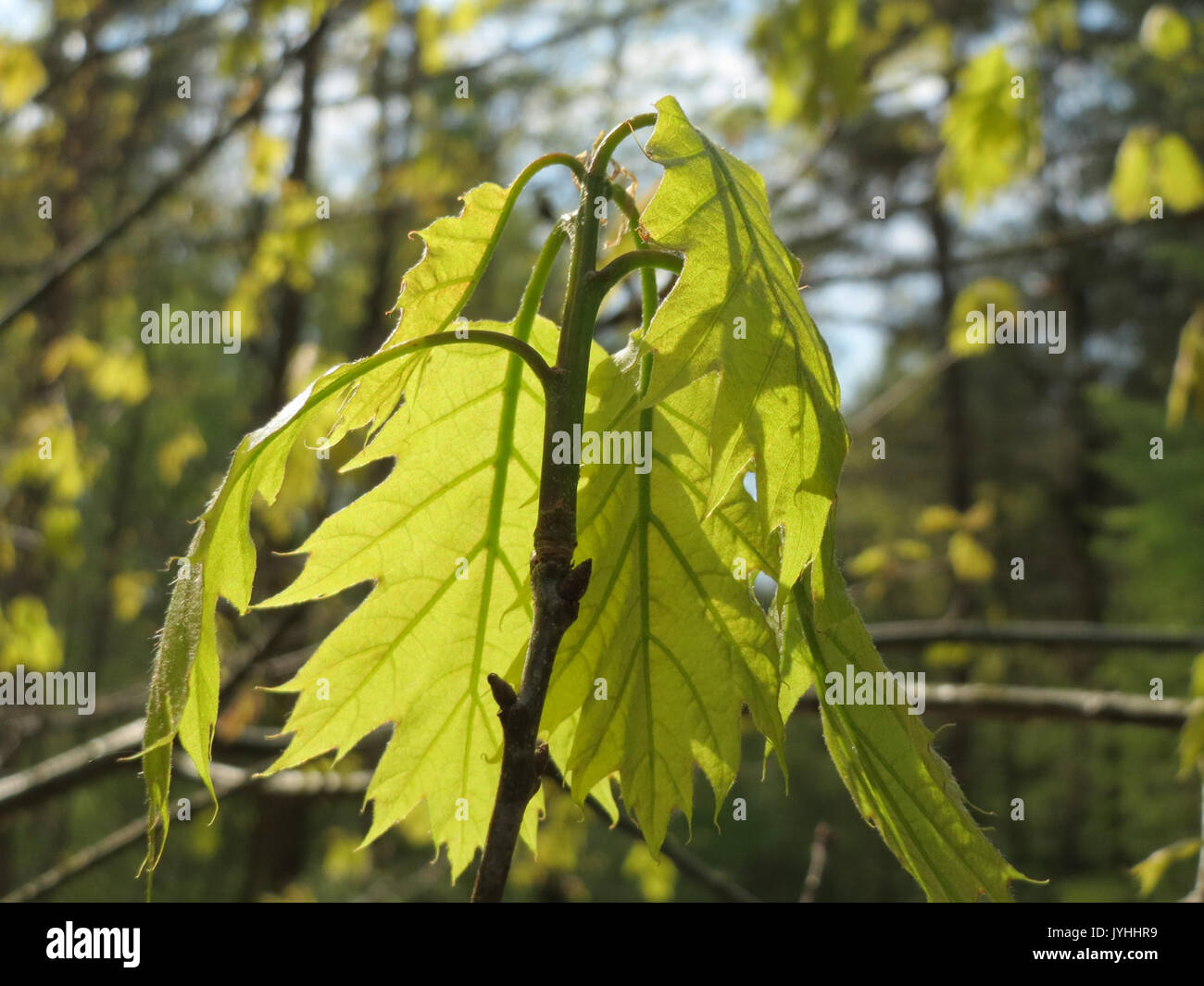 Quercus rubra, commonly known as the Northern Red Oak, is a species of ...