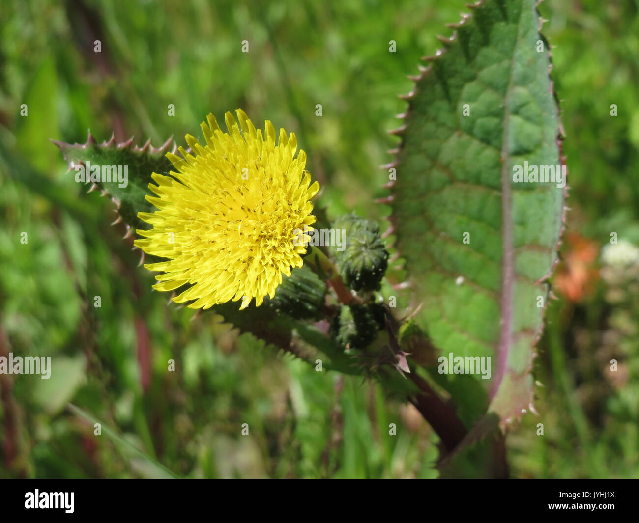 Plant species sonchus asper hi-res stock photography and images - Alamy