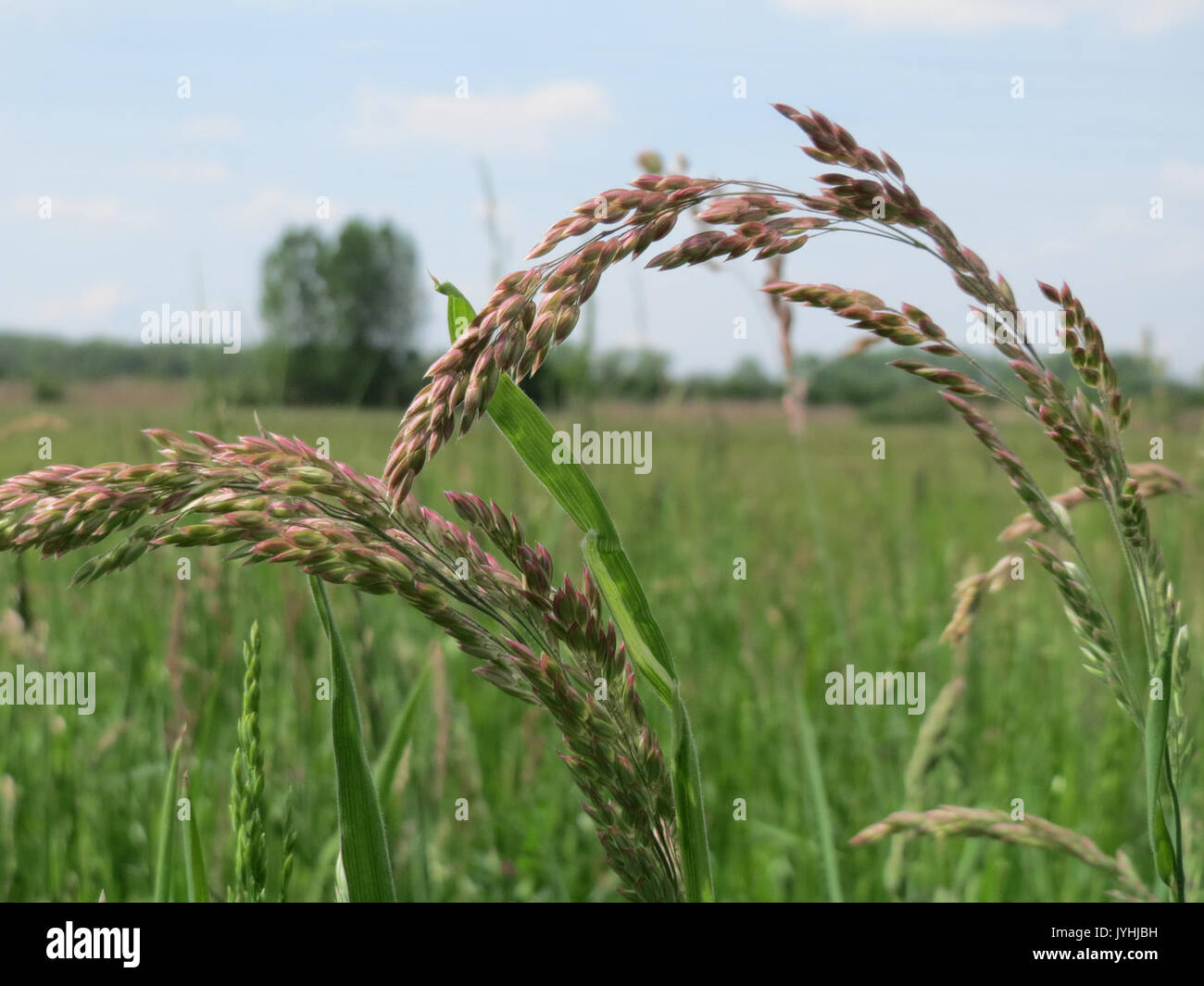 Holcus lanatus yorkshire fog grass hi-res stock photography and images ...