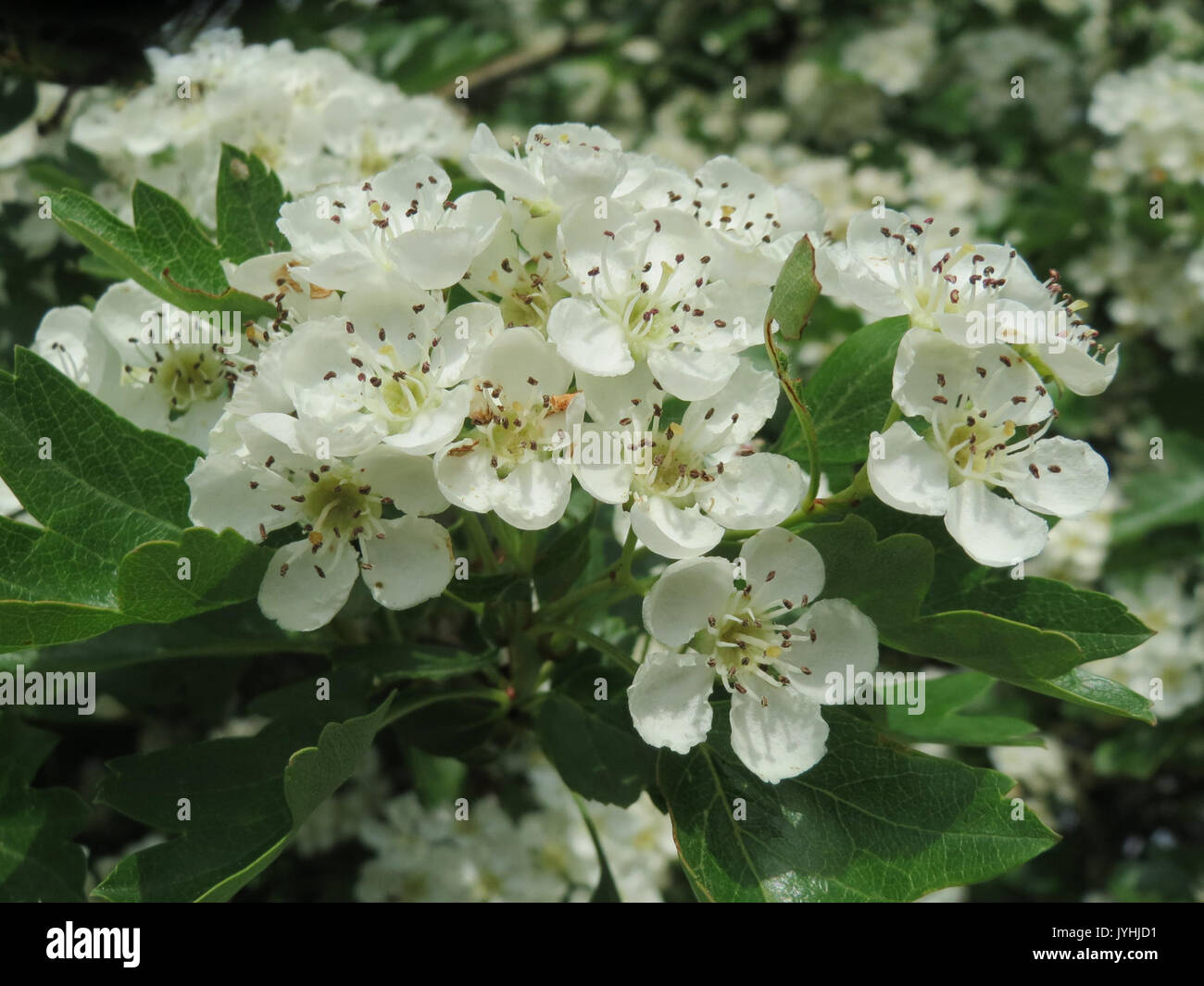 Crataegus monogyna illustration hi-res stock photography and images - Alamy