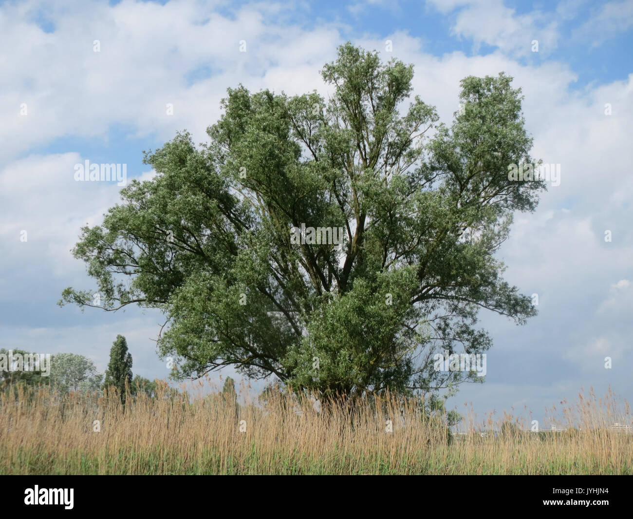 Salix alba leaves hi-res stock photography and images - Alamy
