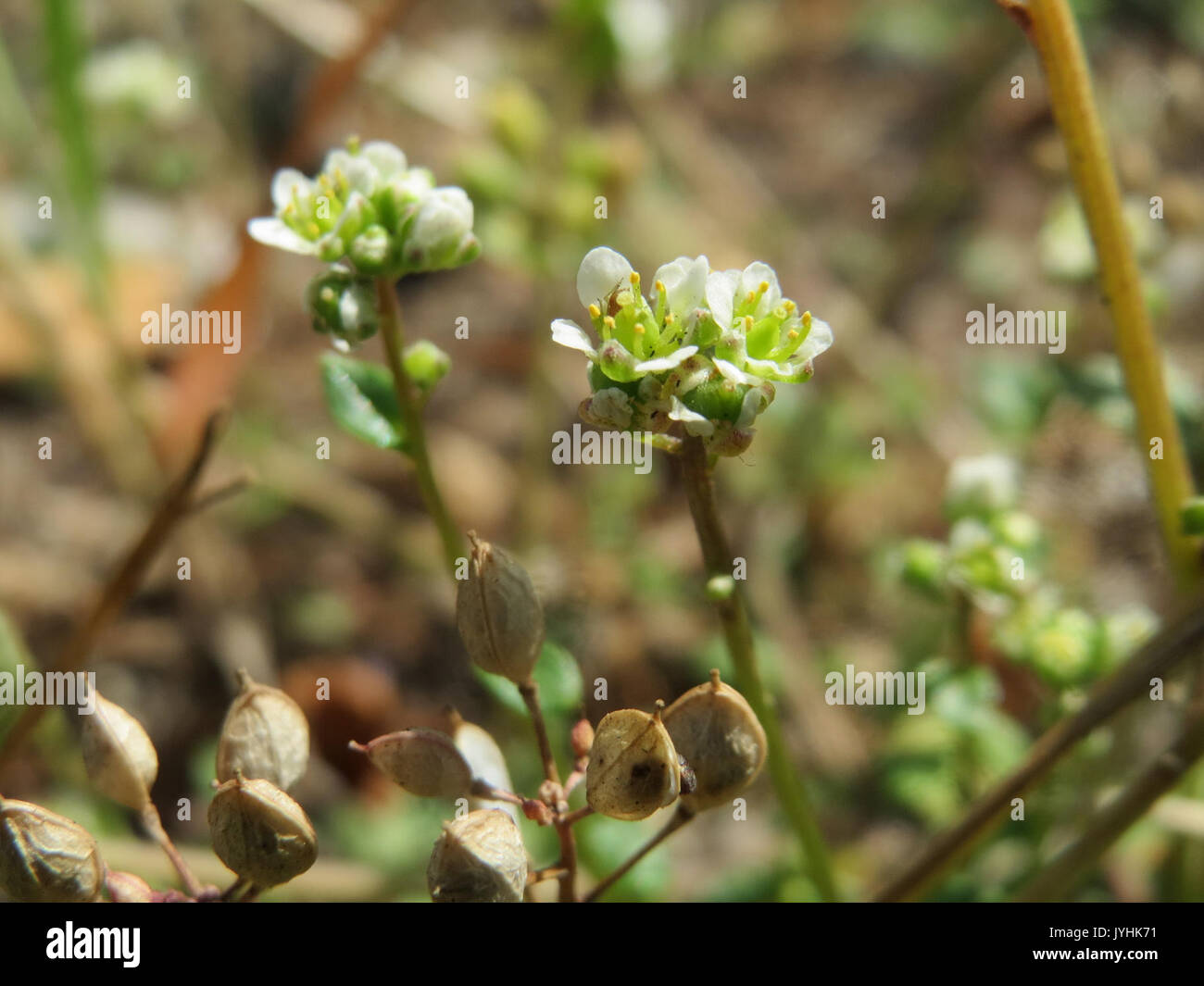 18th century remedies scurvy hi-res stock photography and images - Alamy