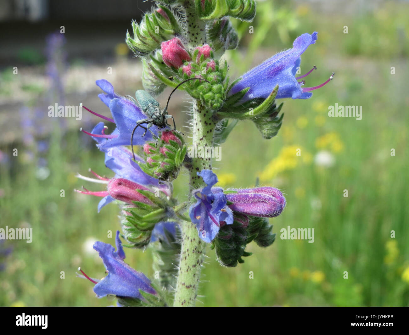 Echium vulgare seed hi-res stock photography and images - Alamy