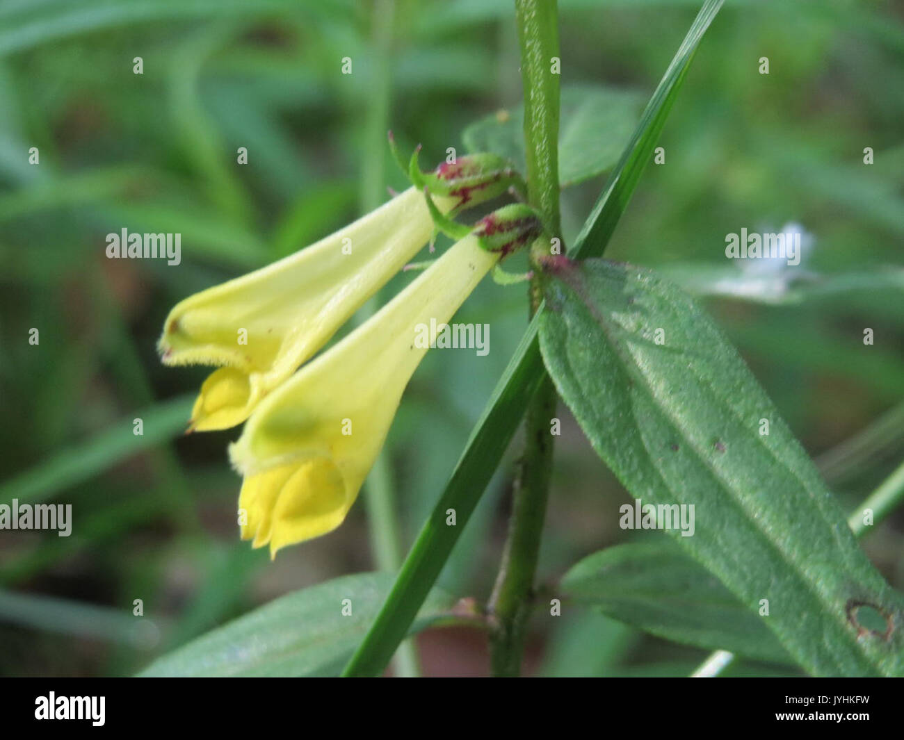 Botanical specimen of melampyrum pratense hi-res stock photography and ...