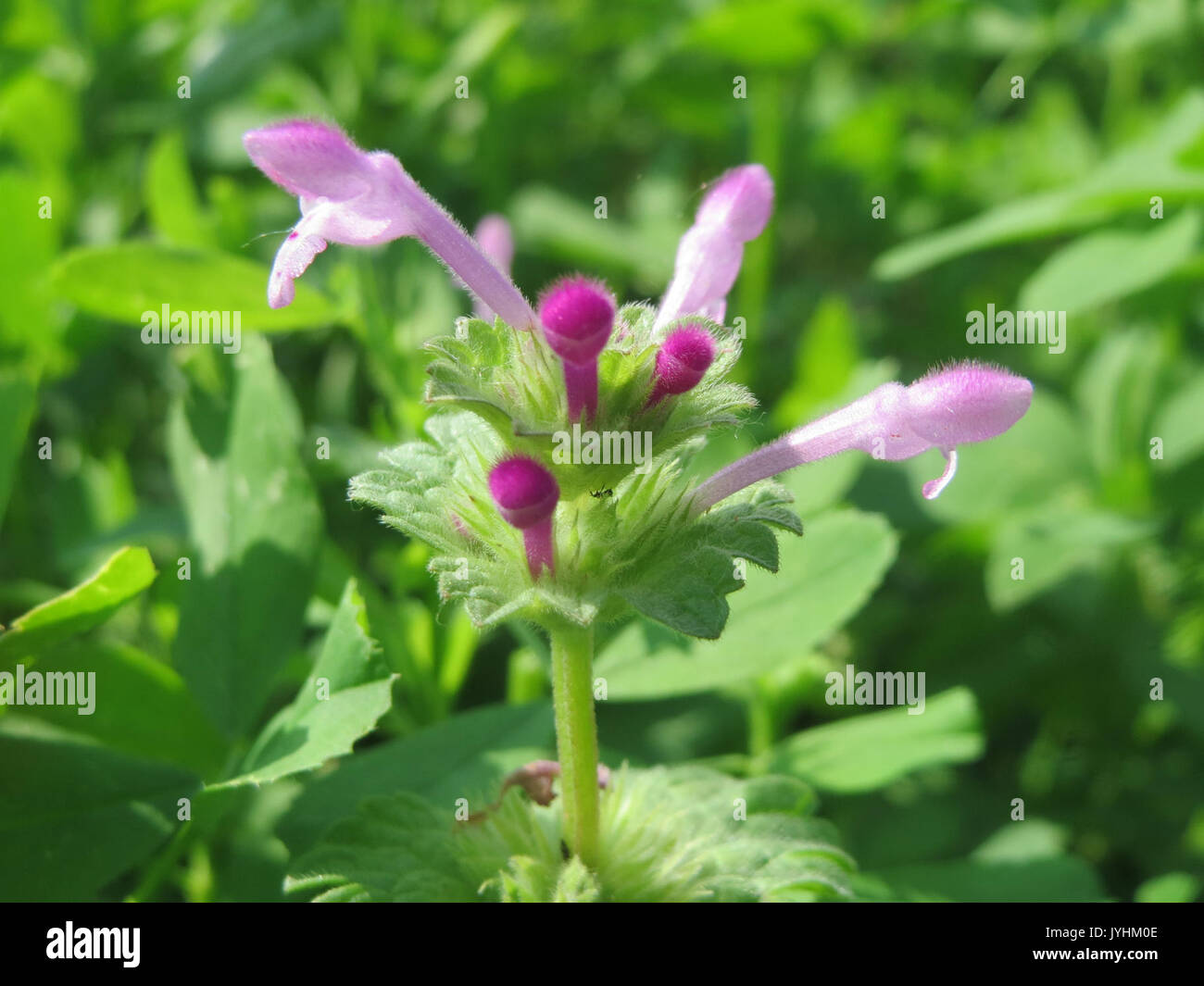 Species amplexicaule hi-res stock photography and images - Alamy