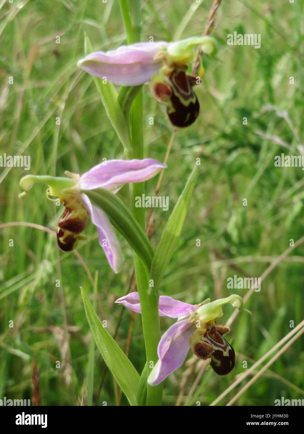 Orchid pollination mimic hi-res stock photography and images - Alamy