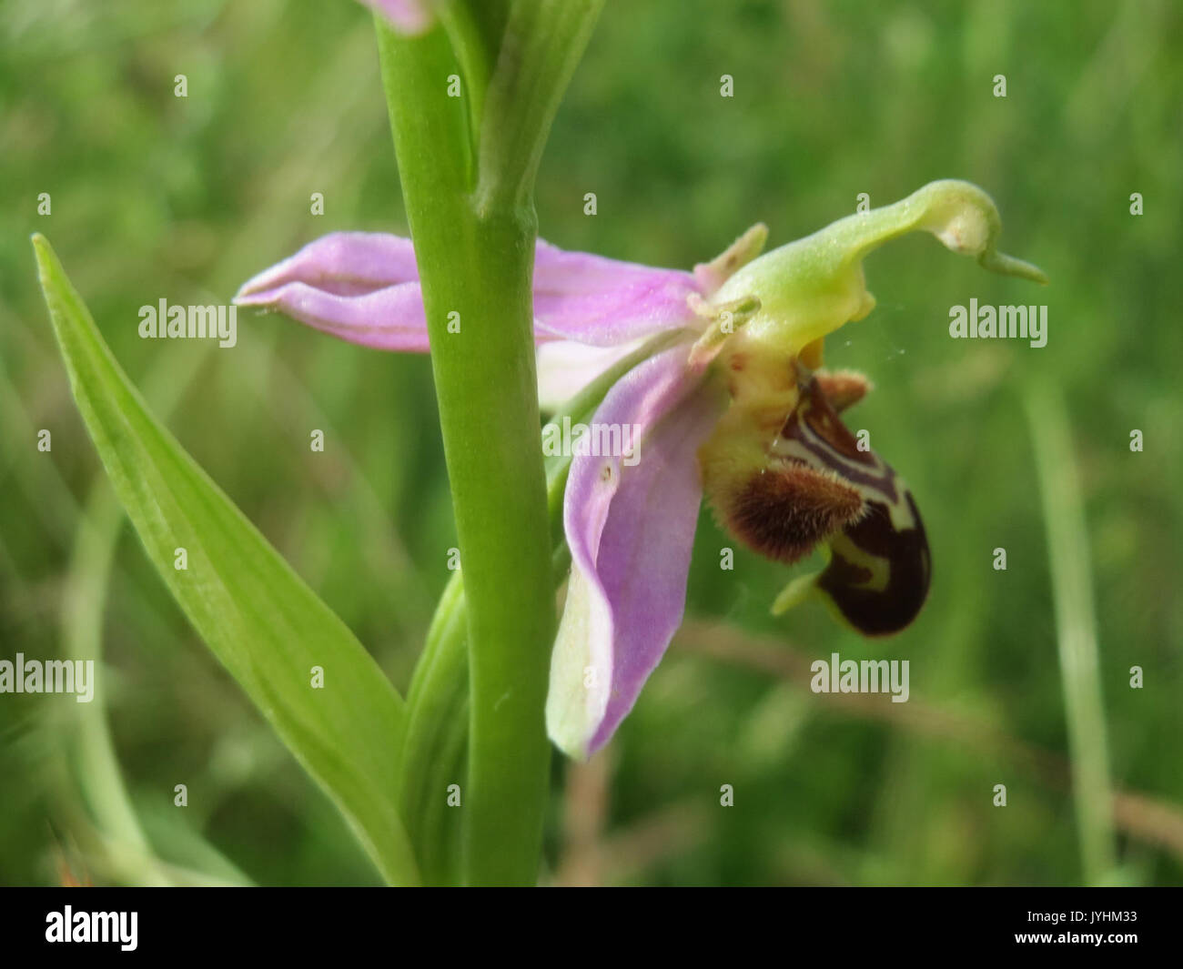 Bee orchid ophrys apifera botanical nature hi-res stock photography and ...