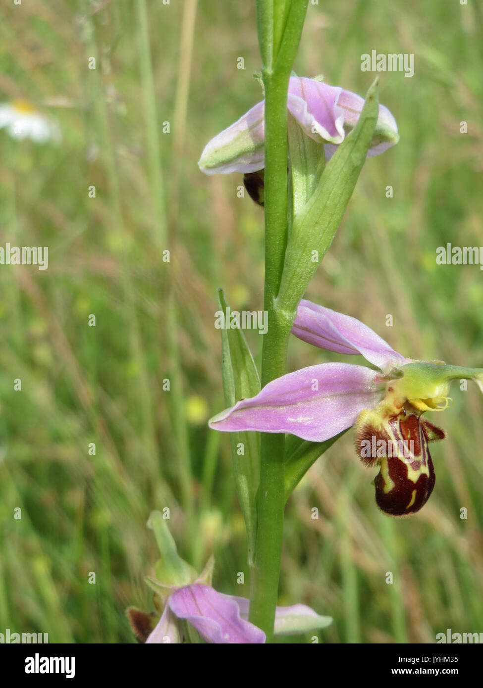 Orchid bee pollination hi-res stock photography and images - Alamy