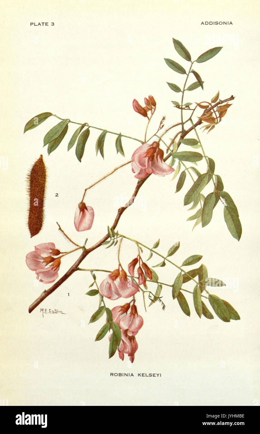 Book addisonia hi-res stock photography and images - Alamy