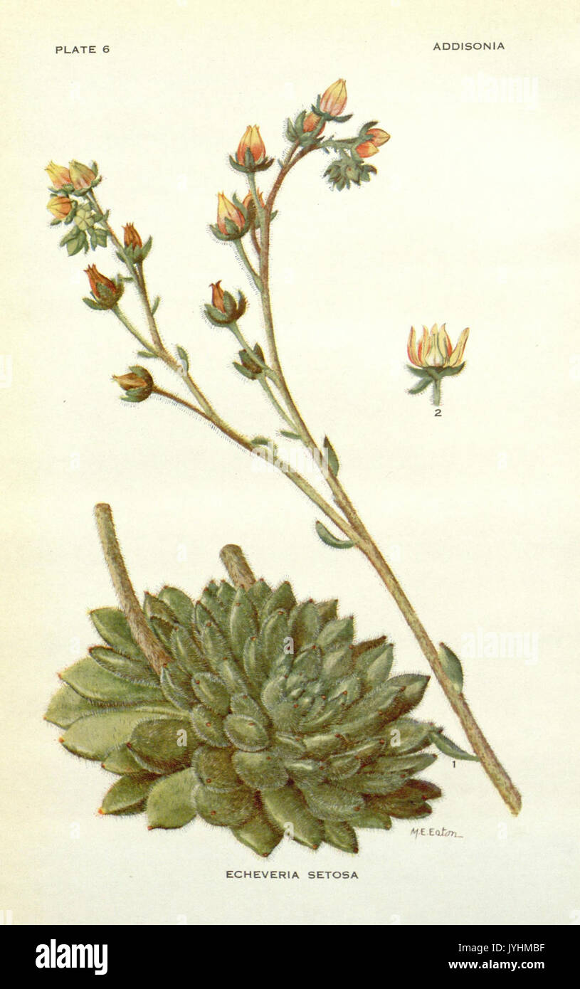 Book addisonia hi-res stock photography and images - Alamy