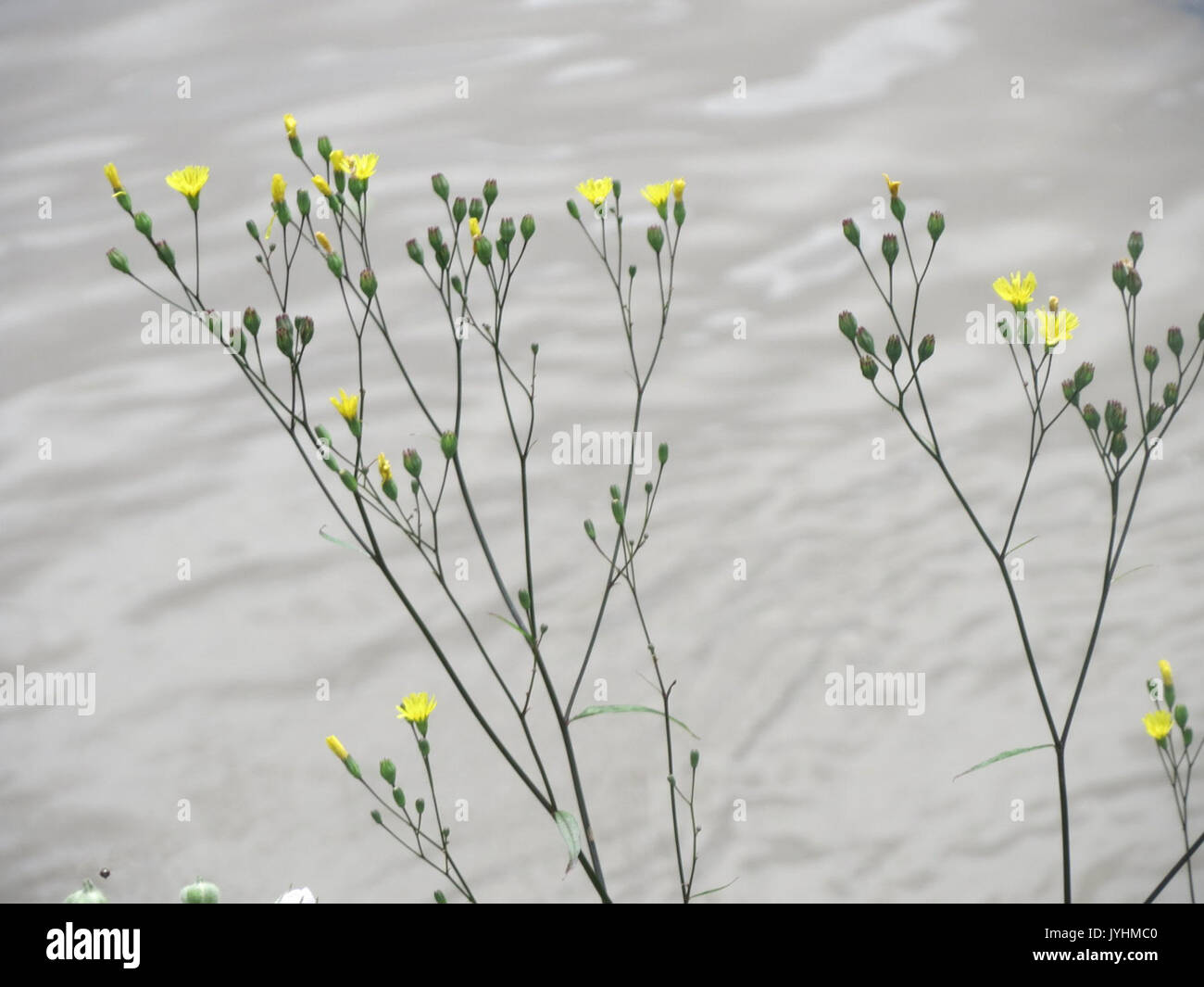 Communis lapsana hi-res stock photography and images - Alamy