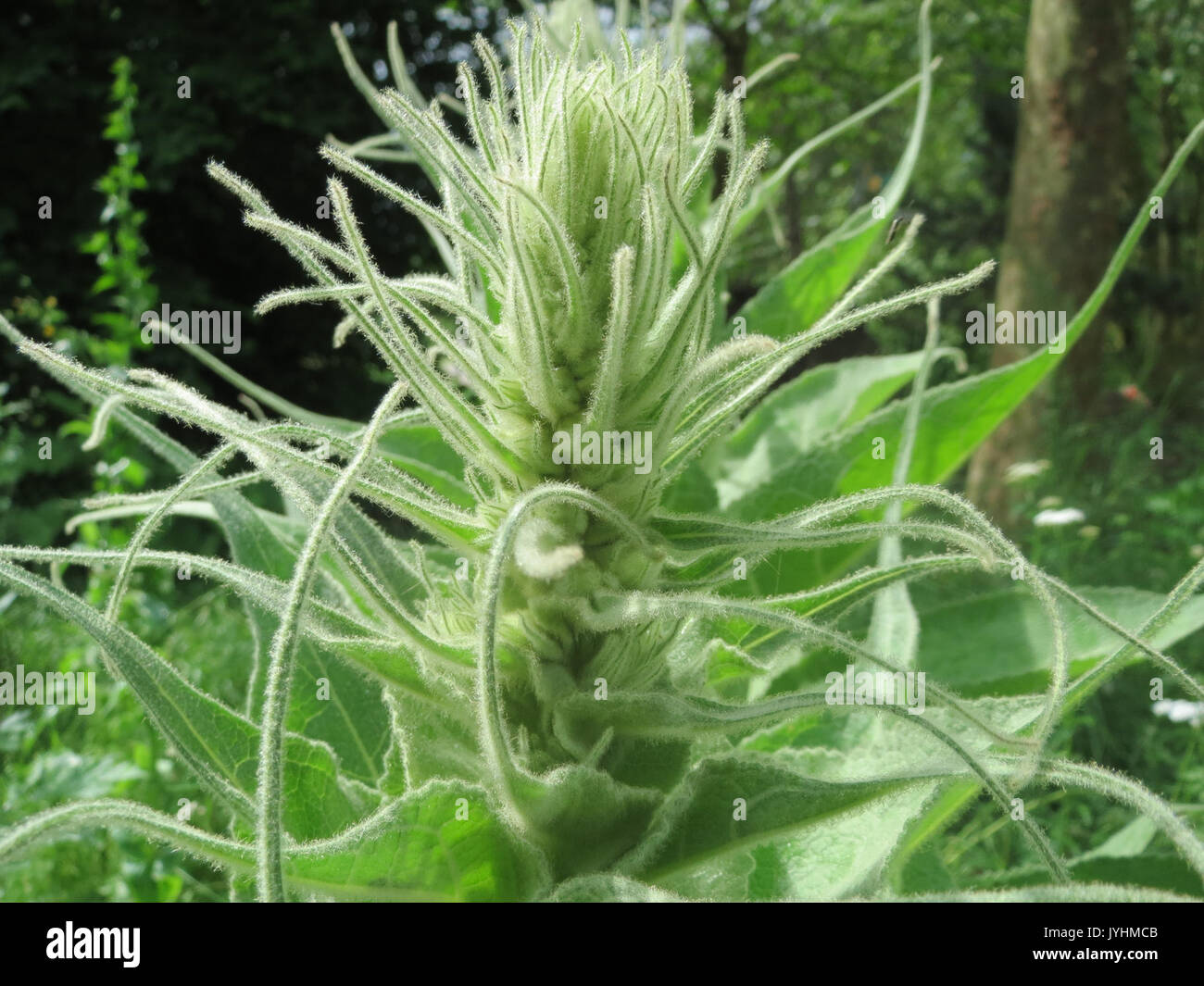 Verbascum thapsus common mullein hi-res stock photography and images ...