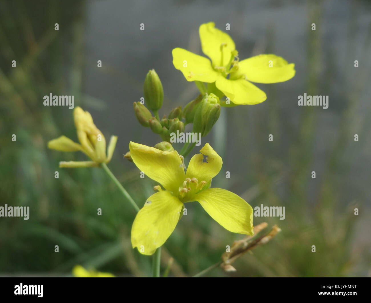 Diplotaxis tenuifolia botanical illustration hi-res stock photography ...