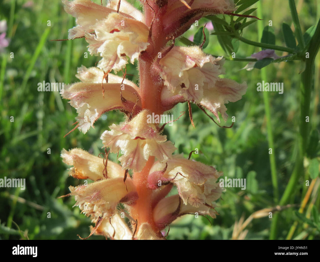 Purple broomrape hi-res stock photography and images - Alamy