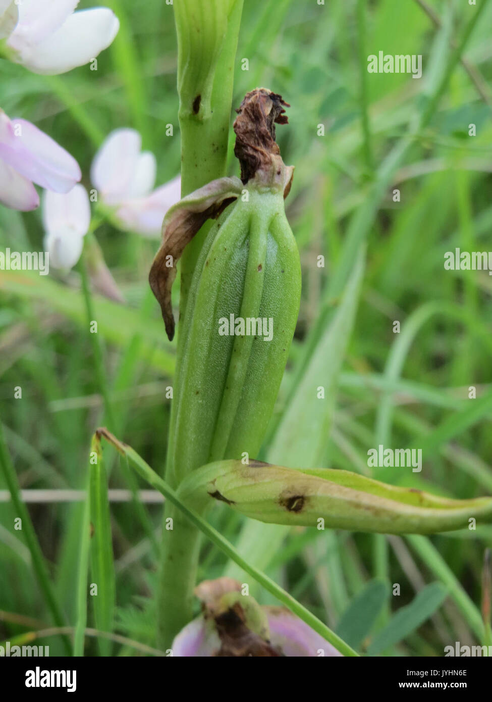 Mimicry evolution hi-res stock photography and images - Alamy
