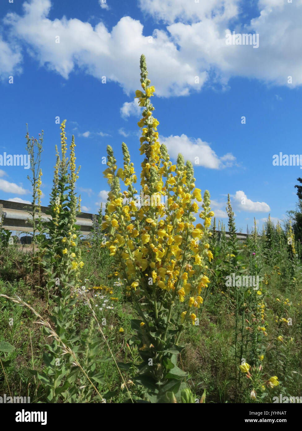Thapsus collection hi-res stock photography and images - Alamy