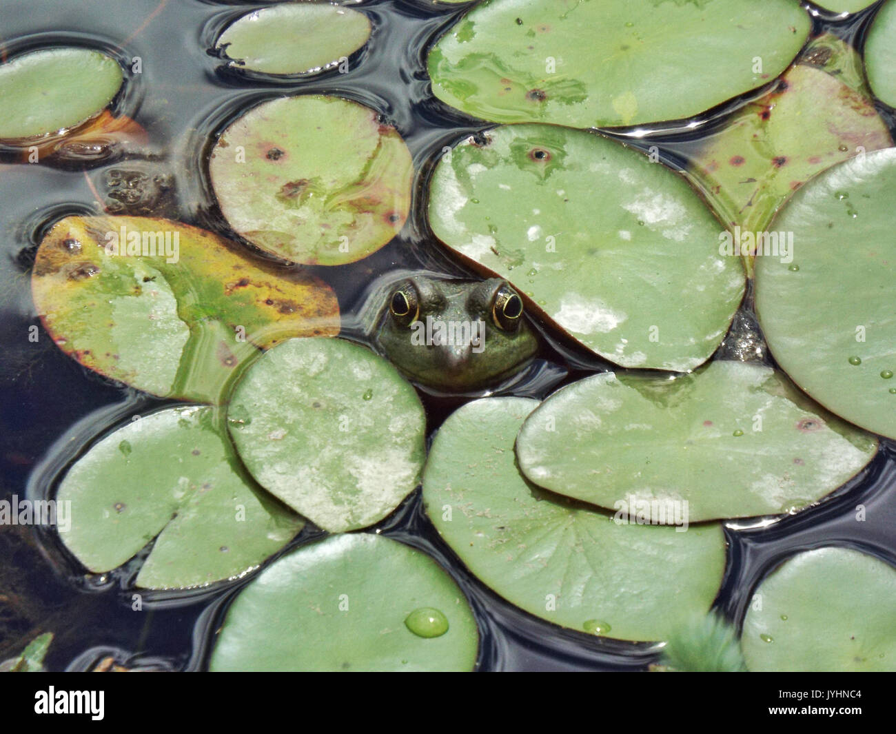 A still frog stares from beneath the lily pads at the Red Fox trail ...
