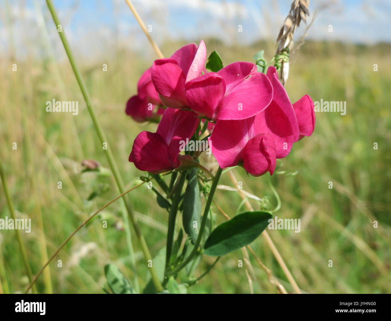 Tuberous root system hi-res stock photography and images - Alamy