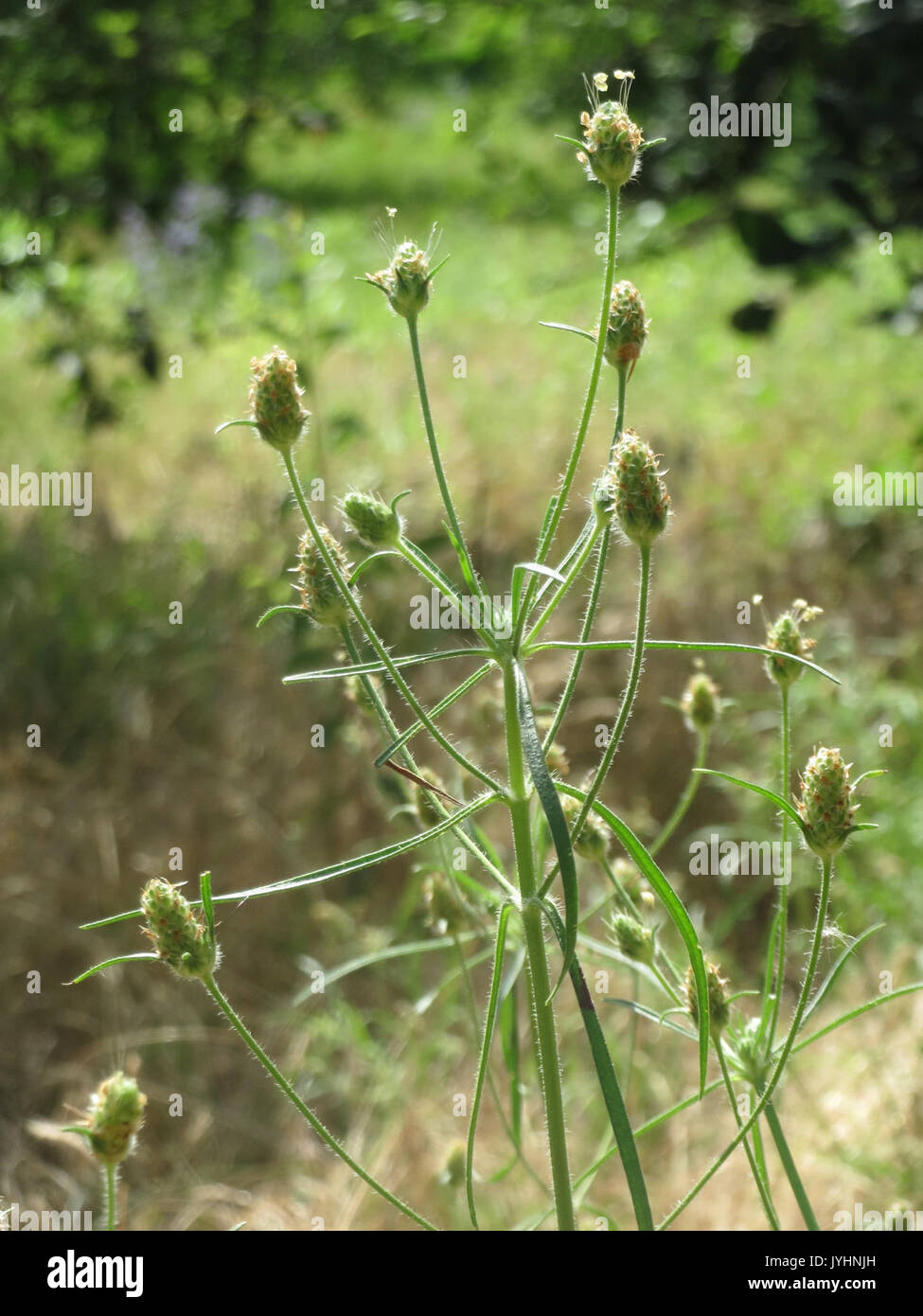 Plantago arenaria botanical illustration hi-res stock photography and ...